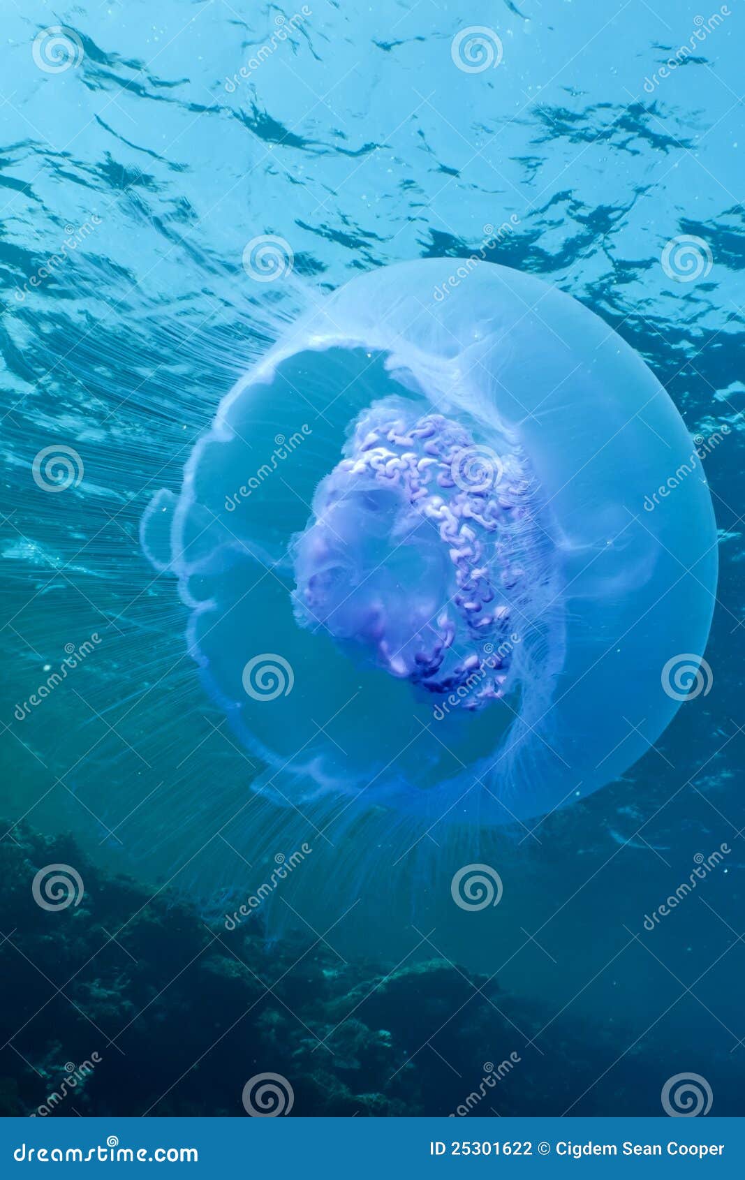Moon jelly fish stock photo. Image of aquatic, dark, fauna - 25301622