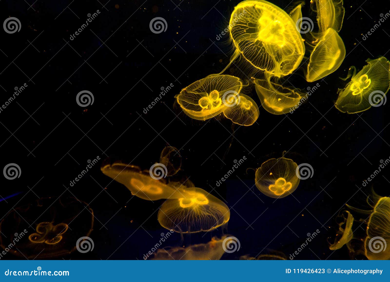 Moon Jelly Fish in Aquarium Stock Image - Image of jellyfish, sting ...