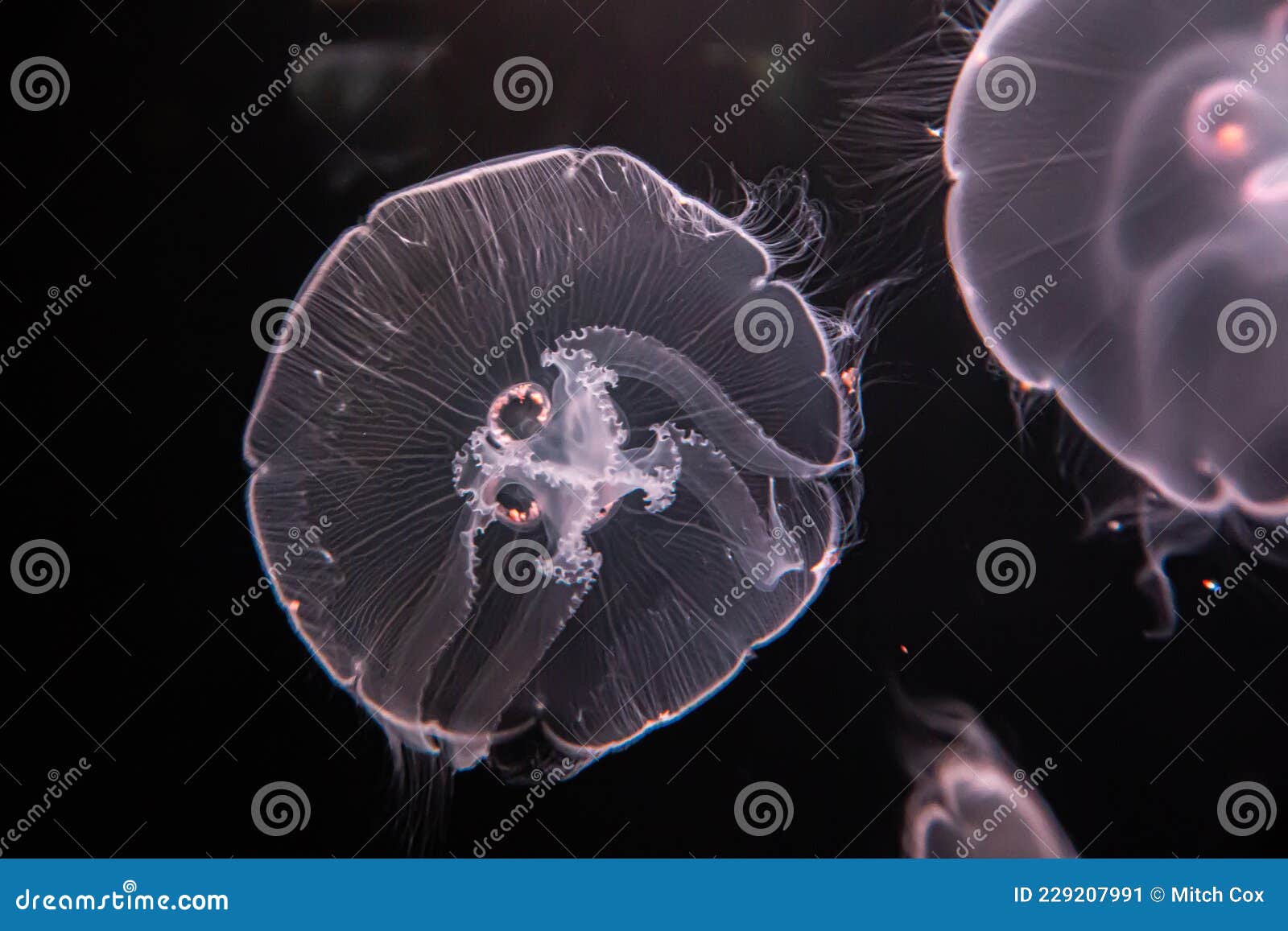 Moon Jelly stock image. Image of underwater, lights - 229207991