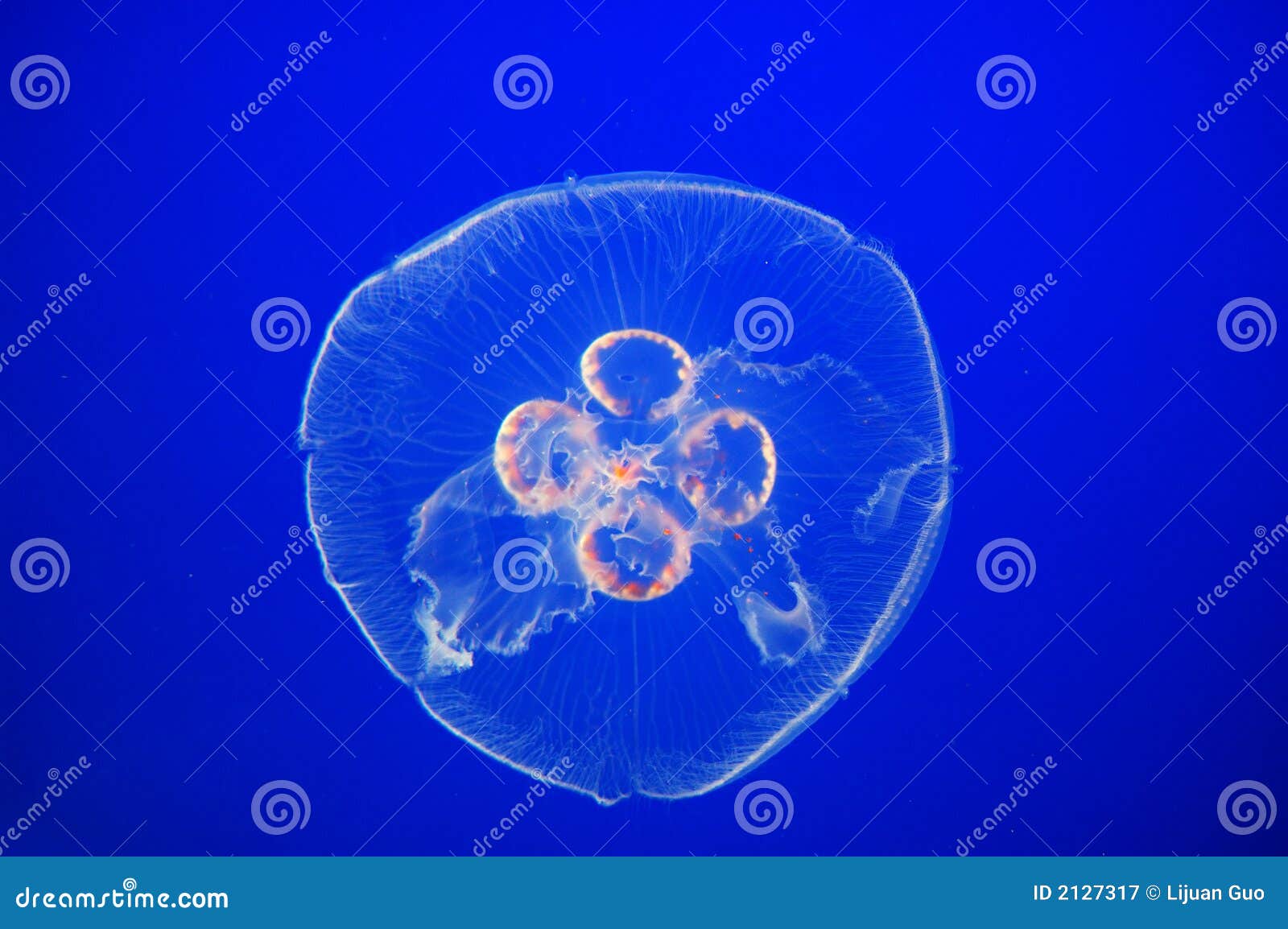 Moon Jellyfish In Aquarium. Stock Photography | CartoonDealer.com #49372196