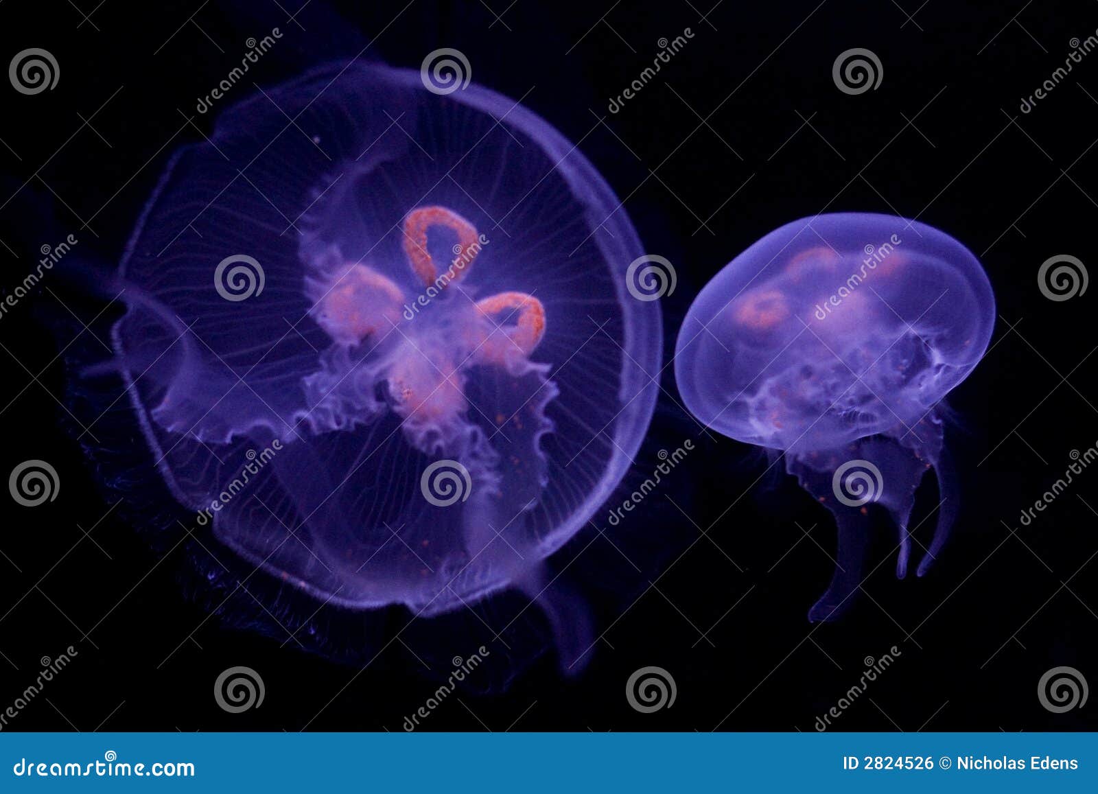 Moon Jellyfish In Aquarium. Stock Photography | CartoonDealer.com #49372196