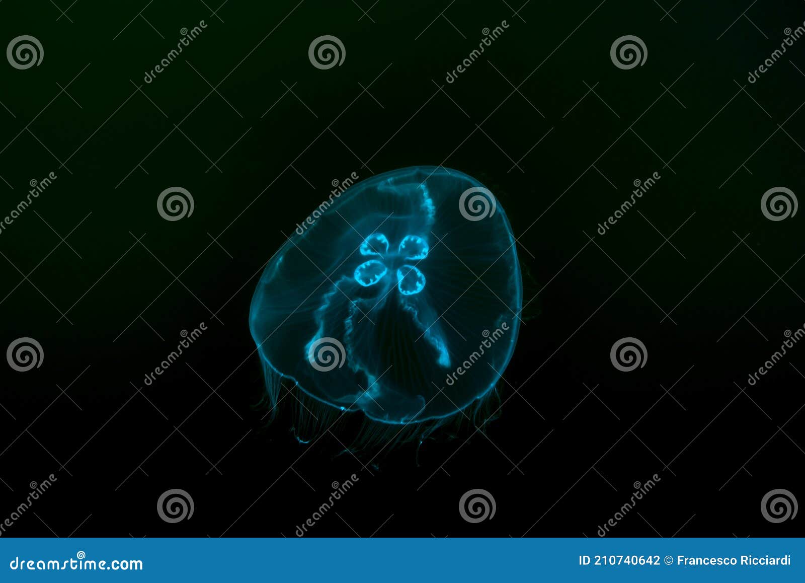 Moon Jellyfish Aurelia sp stock photo. Image of invertebrate - 210740642