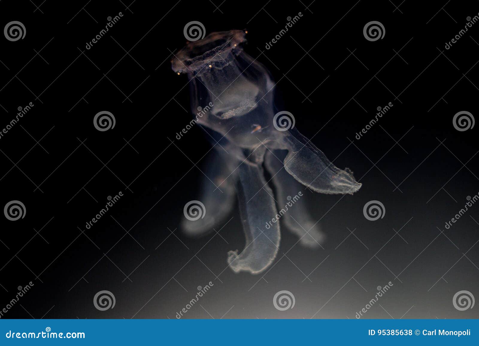 Moon Jellyfish stock photo. Image of nature, wildlife - 95385638