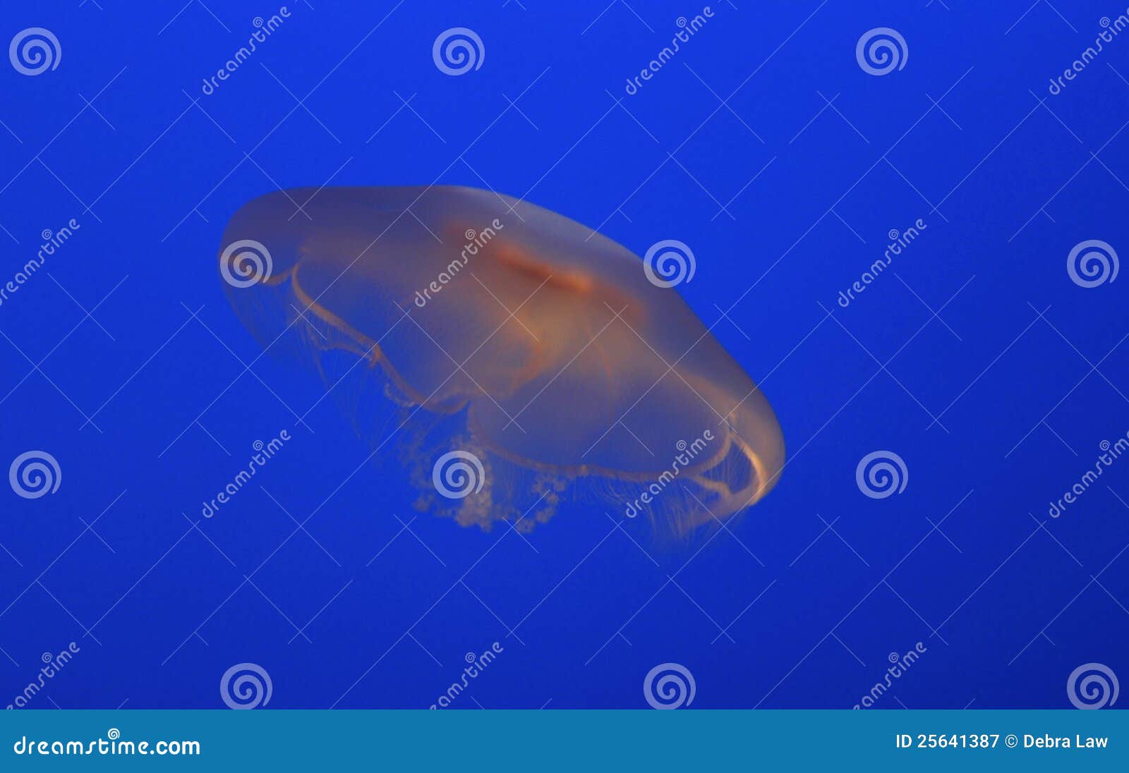Moon Jellyfish Floating Against Blue Background Stock Image - Image of ...