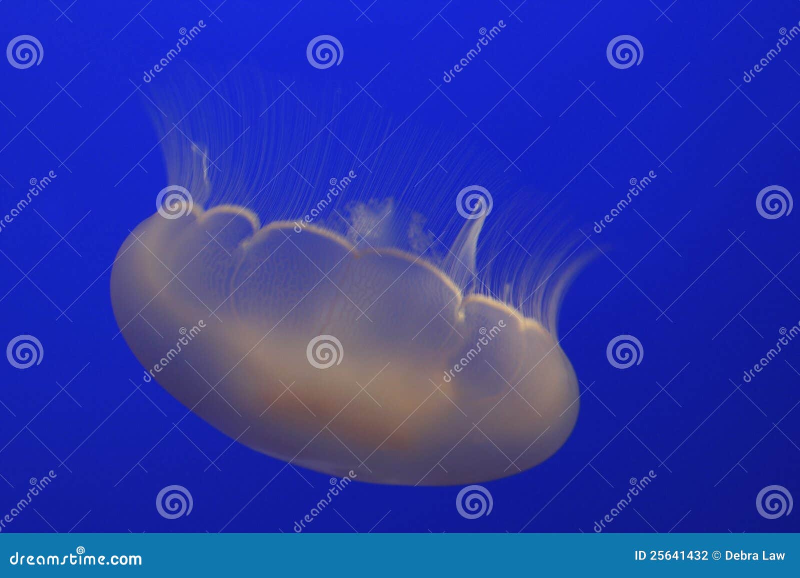 Moon Jellyfish Floating Against Blue Background Stock Photo - Image of ...