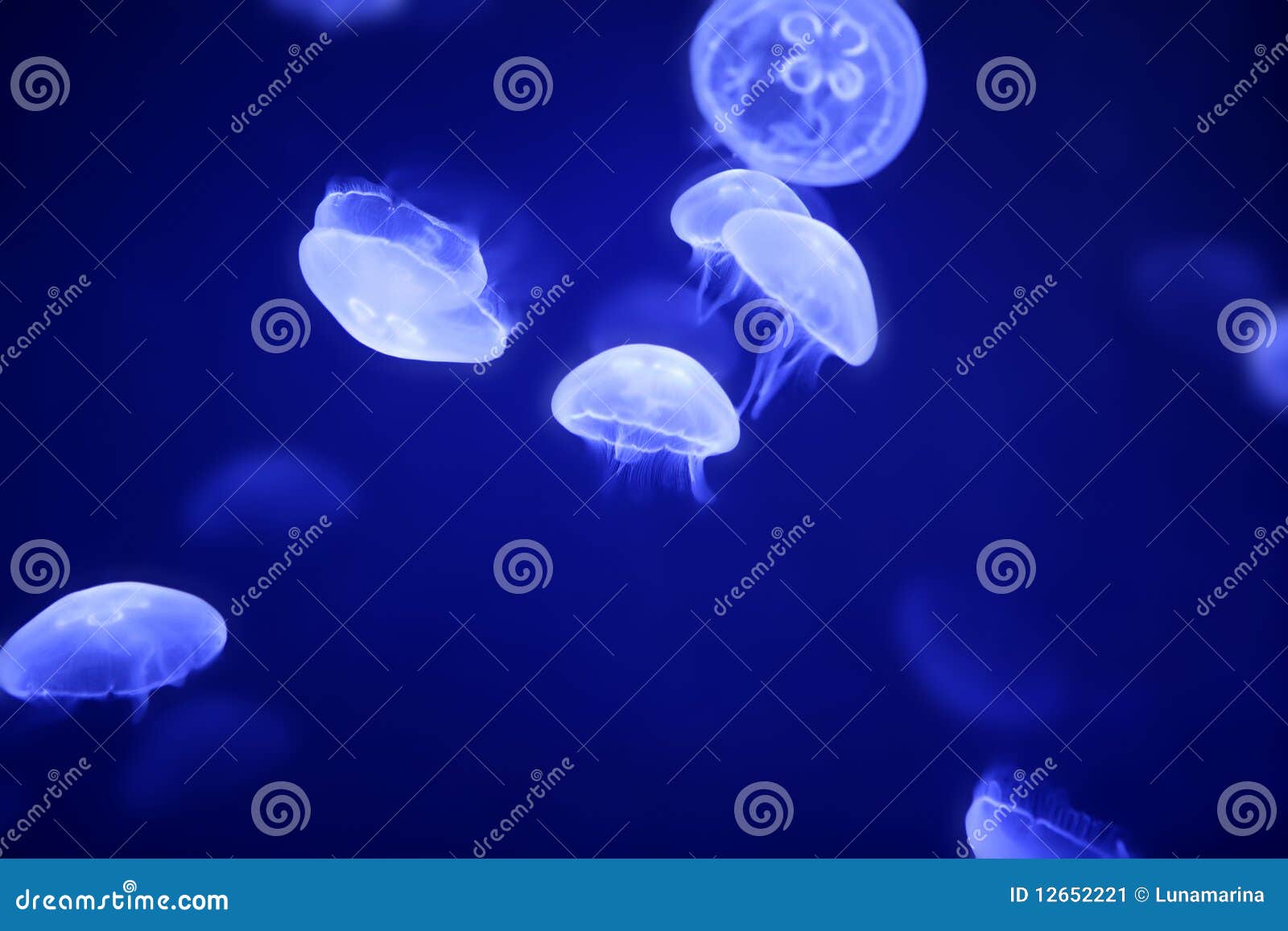 Moon Jellyfish Over Blue Water Stock Image - Image of environment ...