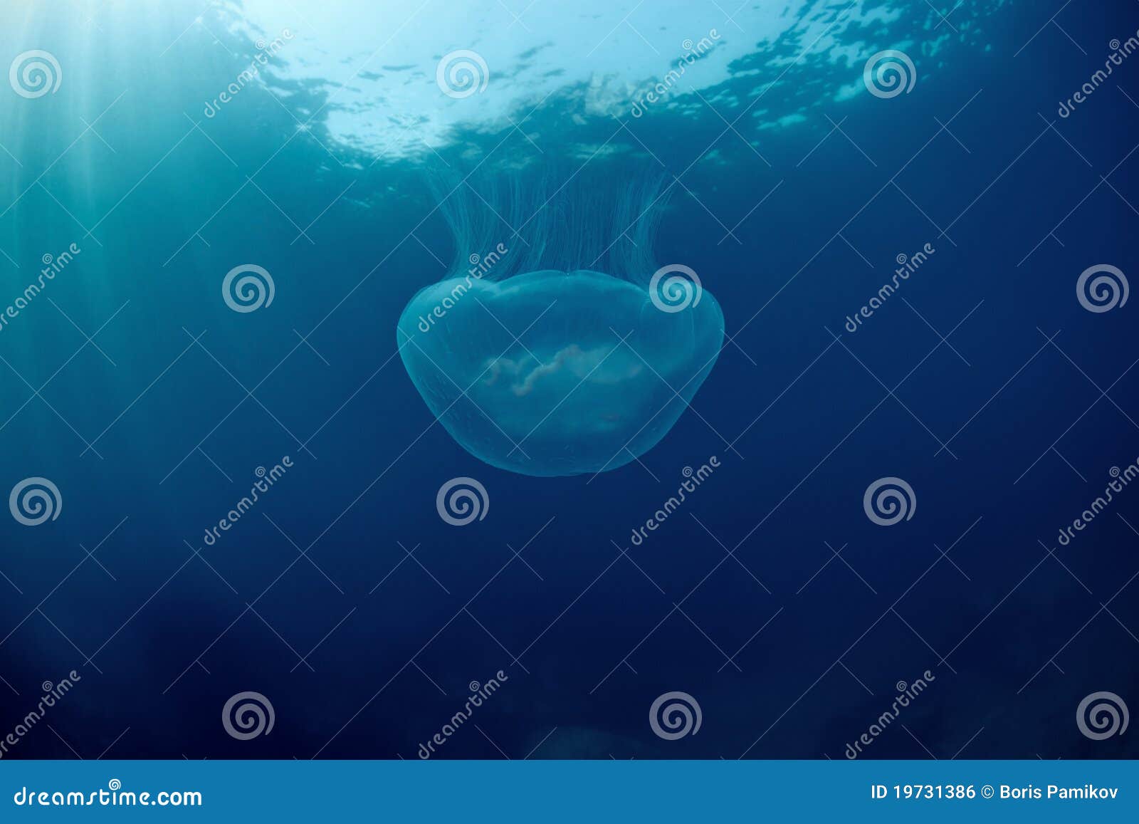 Moon Jellyfish Under Water in Sea of Japan Stock Photo - Image of ...