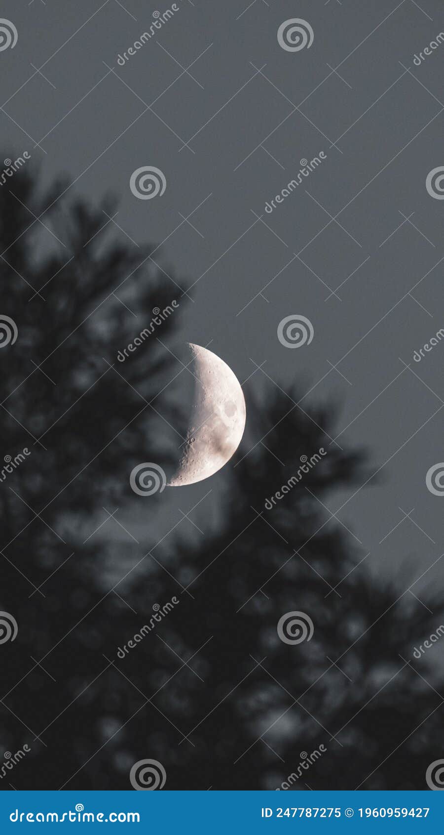 Moon and leaves stock image. Image of cloud, moon, monochrome - 247787275