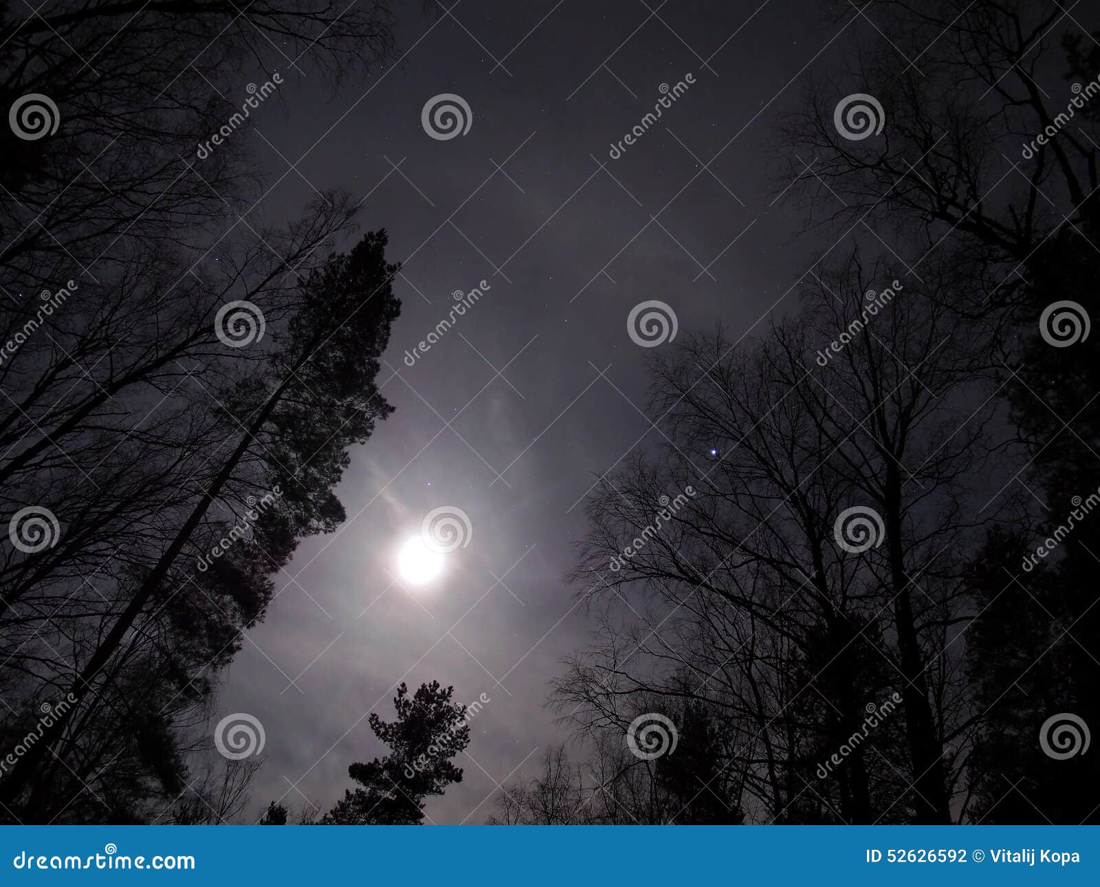 Moon Light Over Night Forest Stock Photo - Image of forest, moonset ...