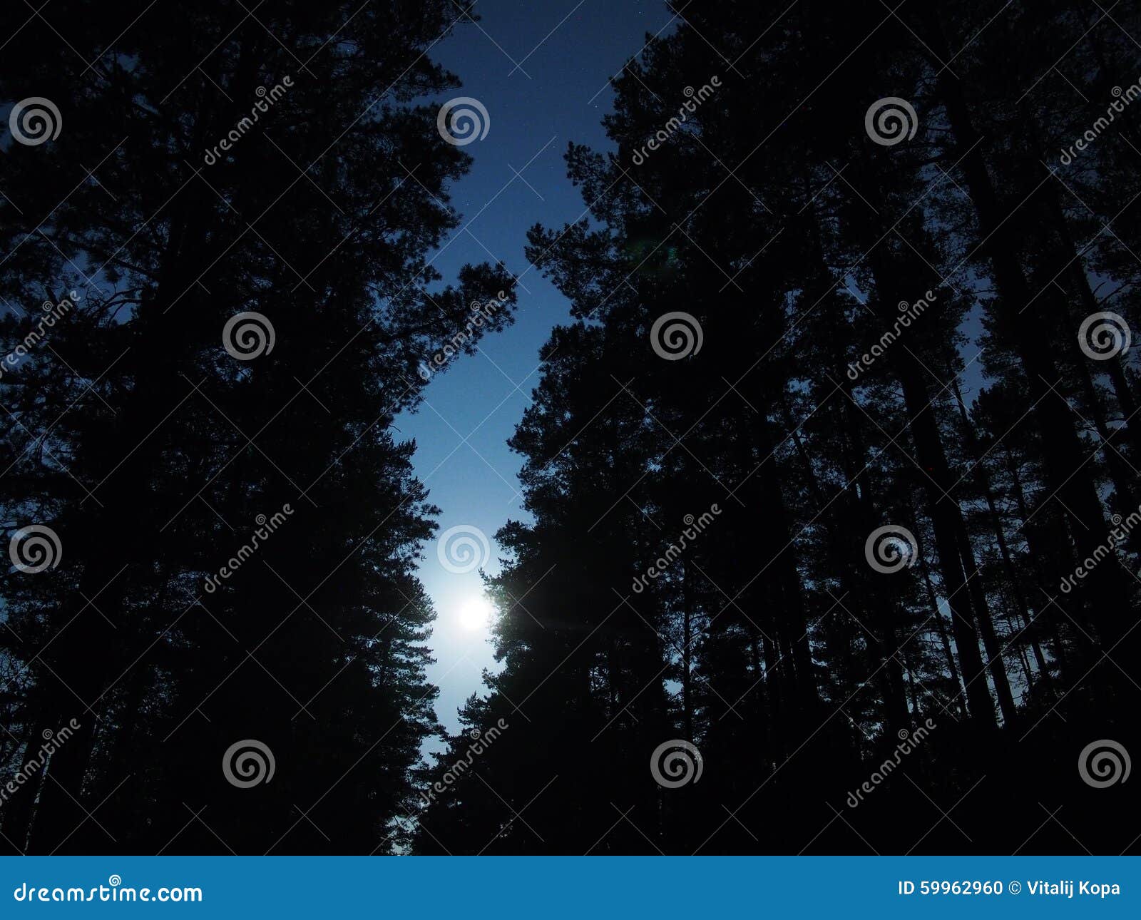 Moon in Blue Sky Over Night Forest Stock Photo - Image of nature ...