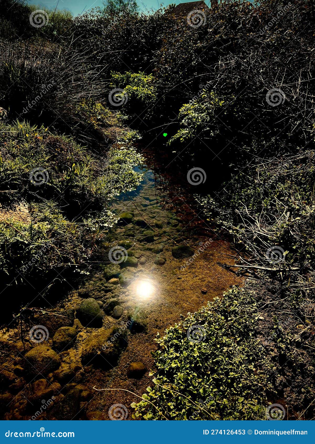 Moon light on the pond stock image. Image of screenshot - 274126453