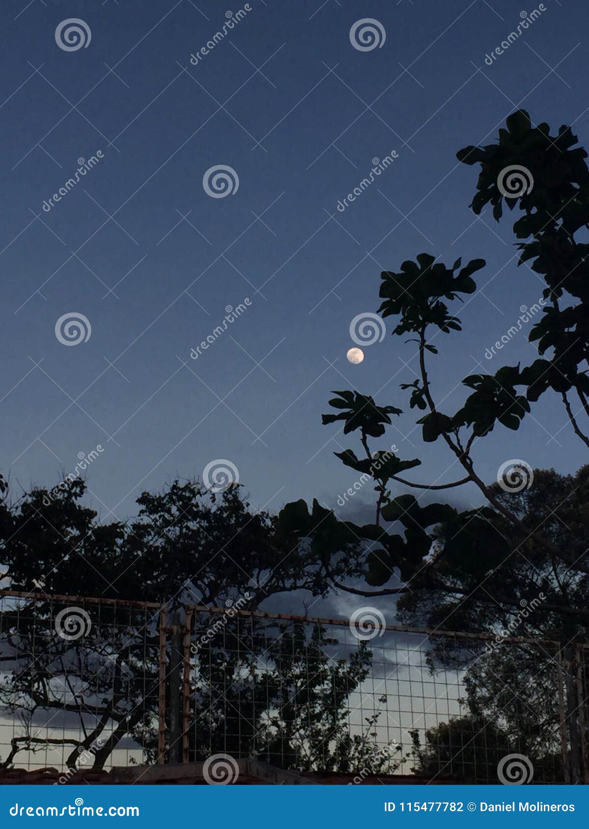The moon stock photo. Image of moon, light, tree - 115477782