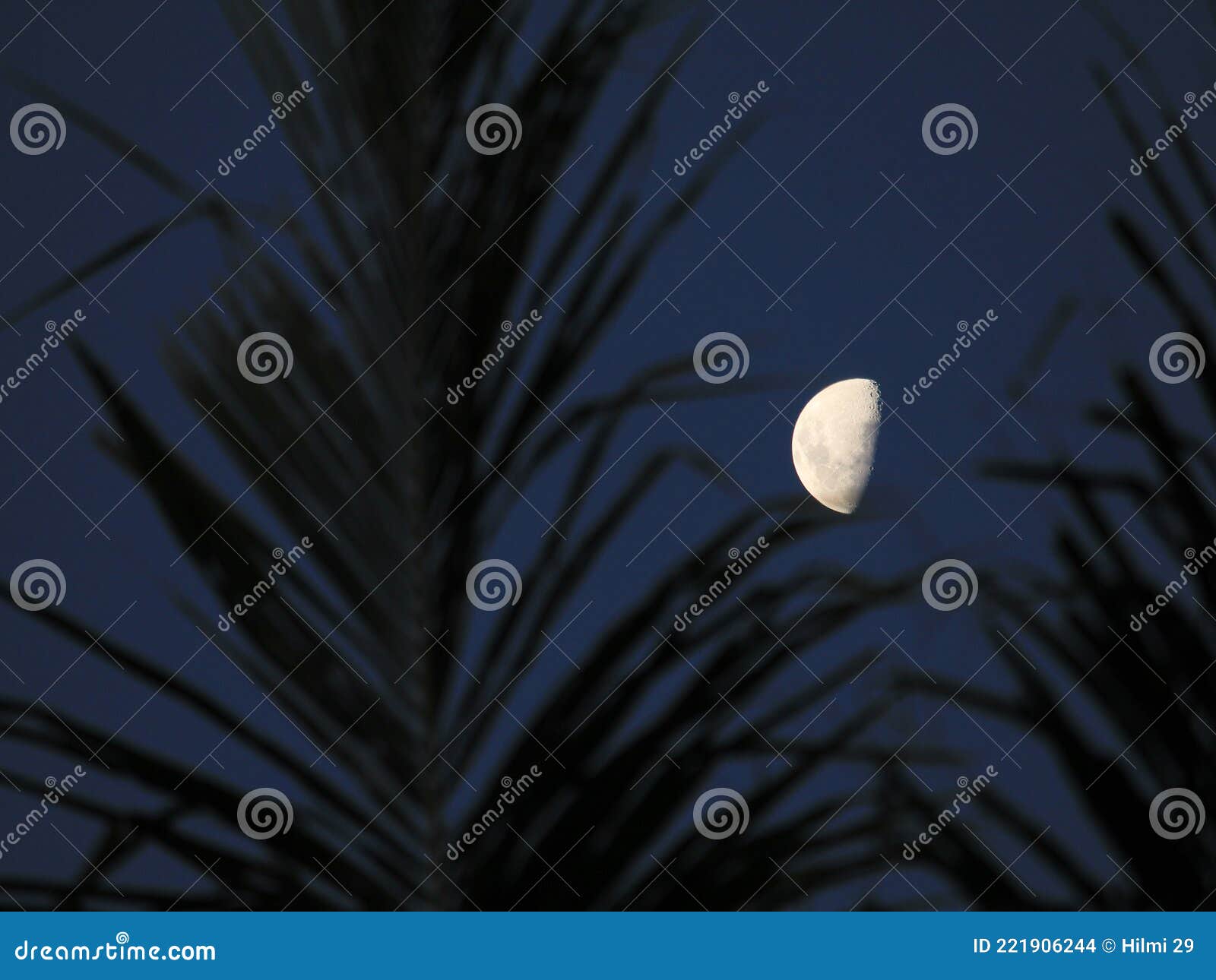 The Moon Looks Beautiful among the Leaves at Night Stock Photo - Image ...