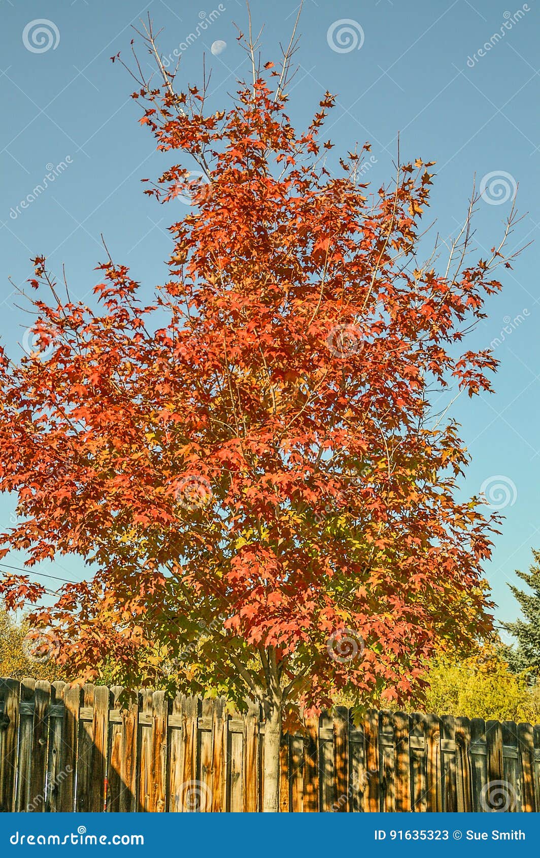Moon and Maple Tree stock image. Image of orange, blue - 91635323