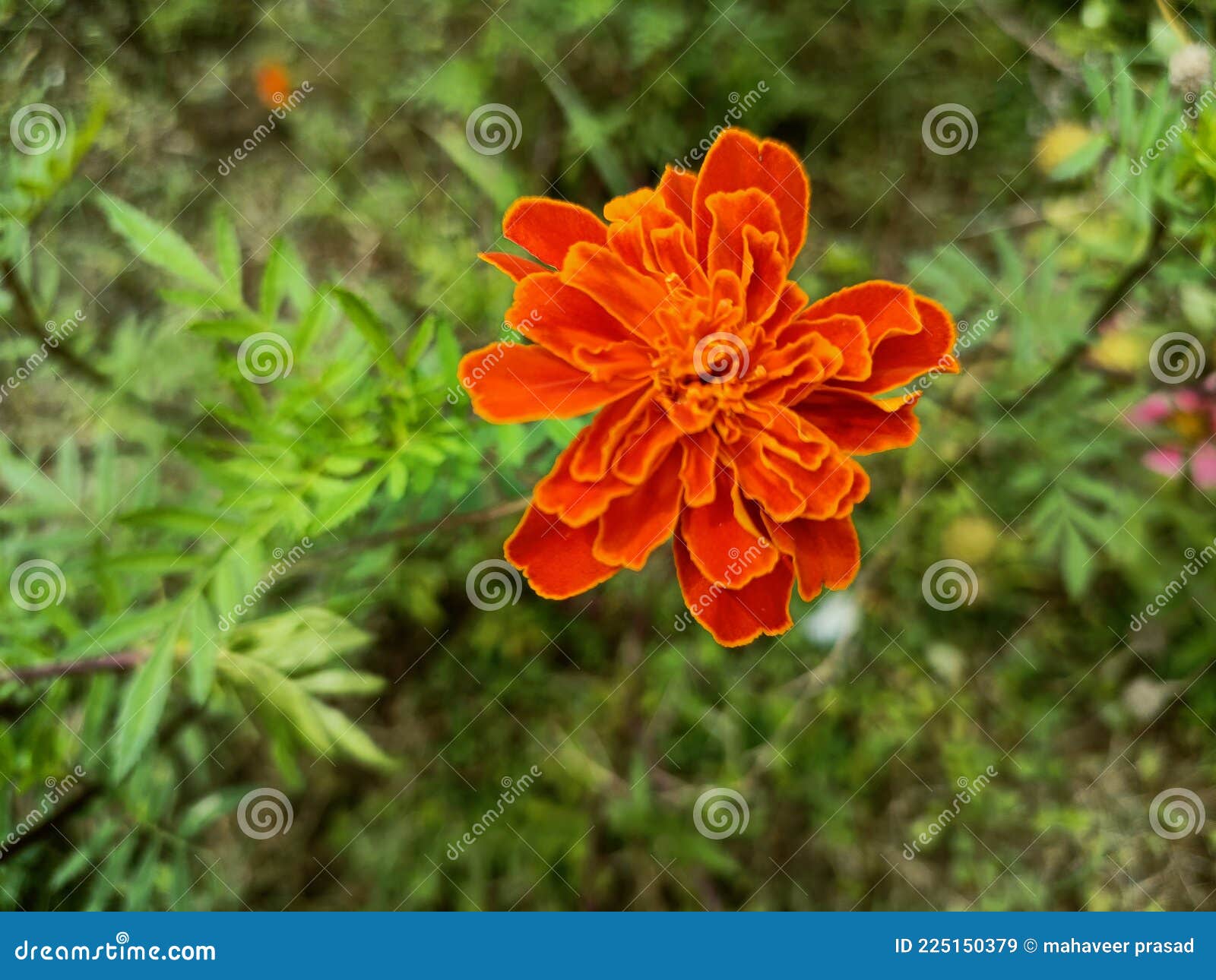 Moon marigold Flower stock image. Image of field, marigold - 225150379