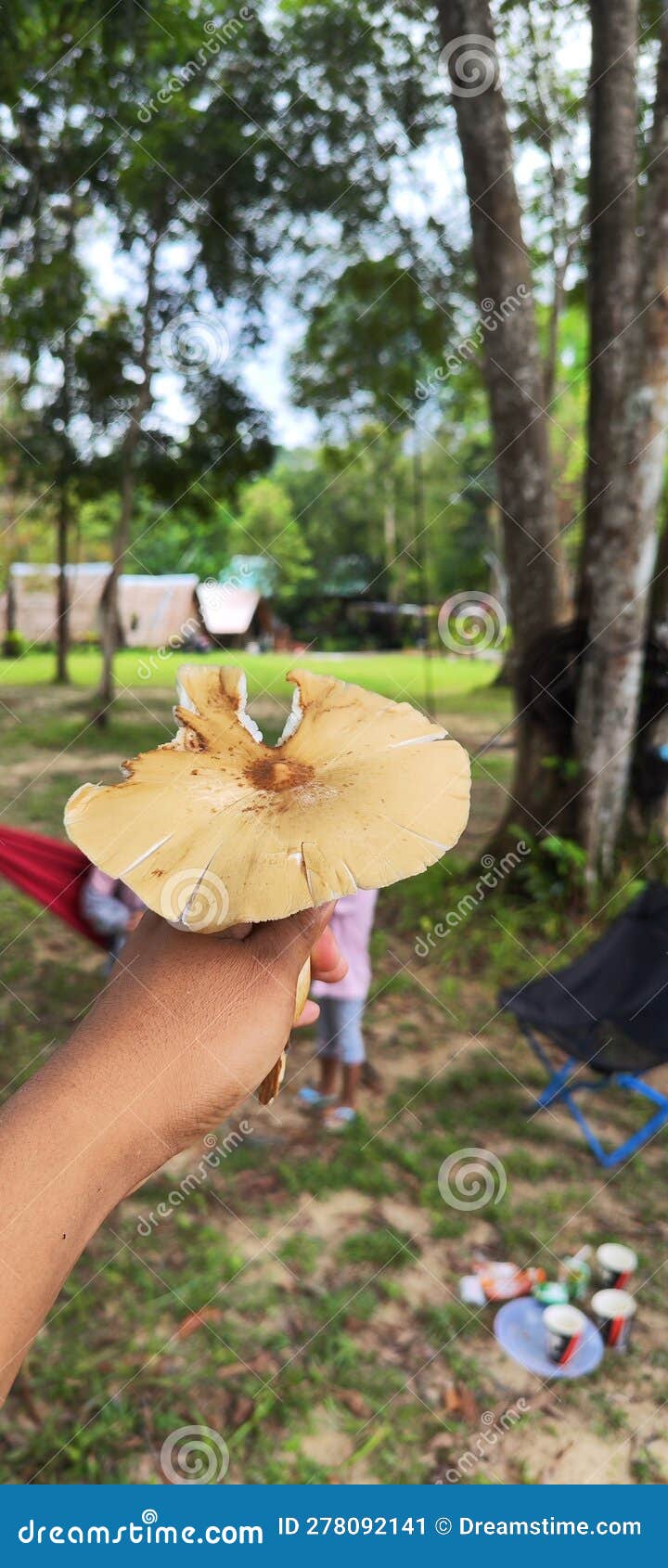 The Moon Mushroom Which is so Rare, is Such a Delicious Dish Stock ...