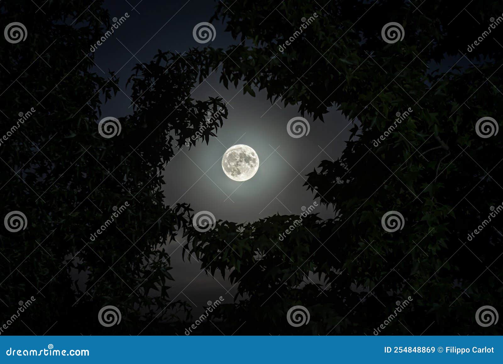 Moon night leaves frame stock image. Image of black - 254848869