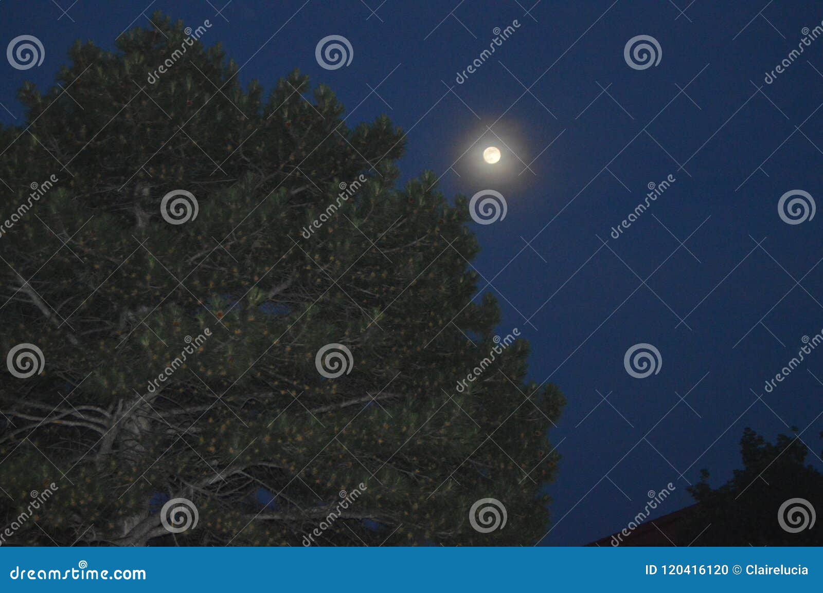 The Moon in the Night Sky Shines Over the Tree Pine with Cones Stock ...
