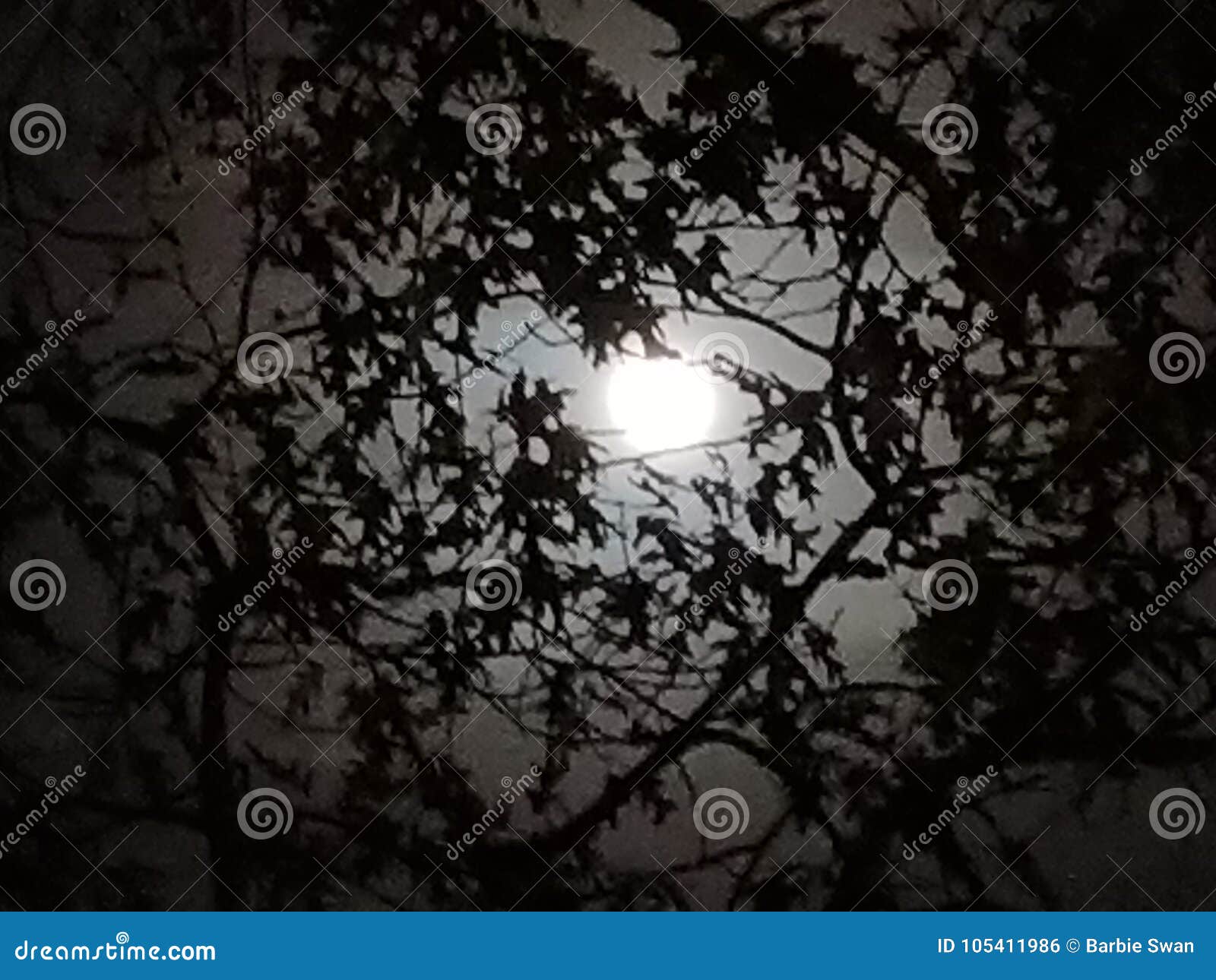 Midnight sky stock photo. Image of evening, moonlight - 105411986