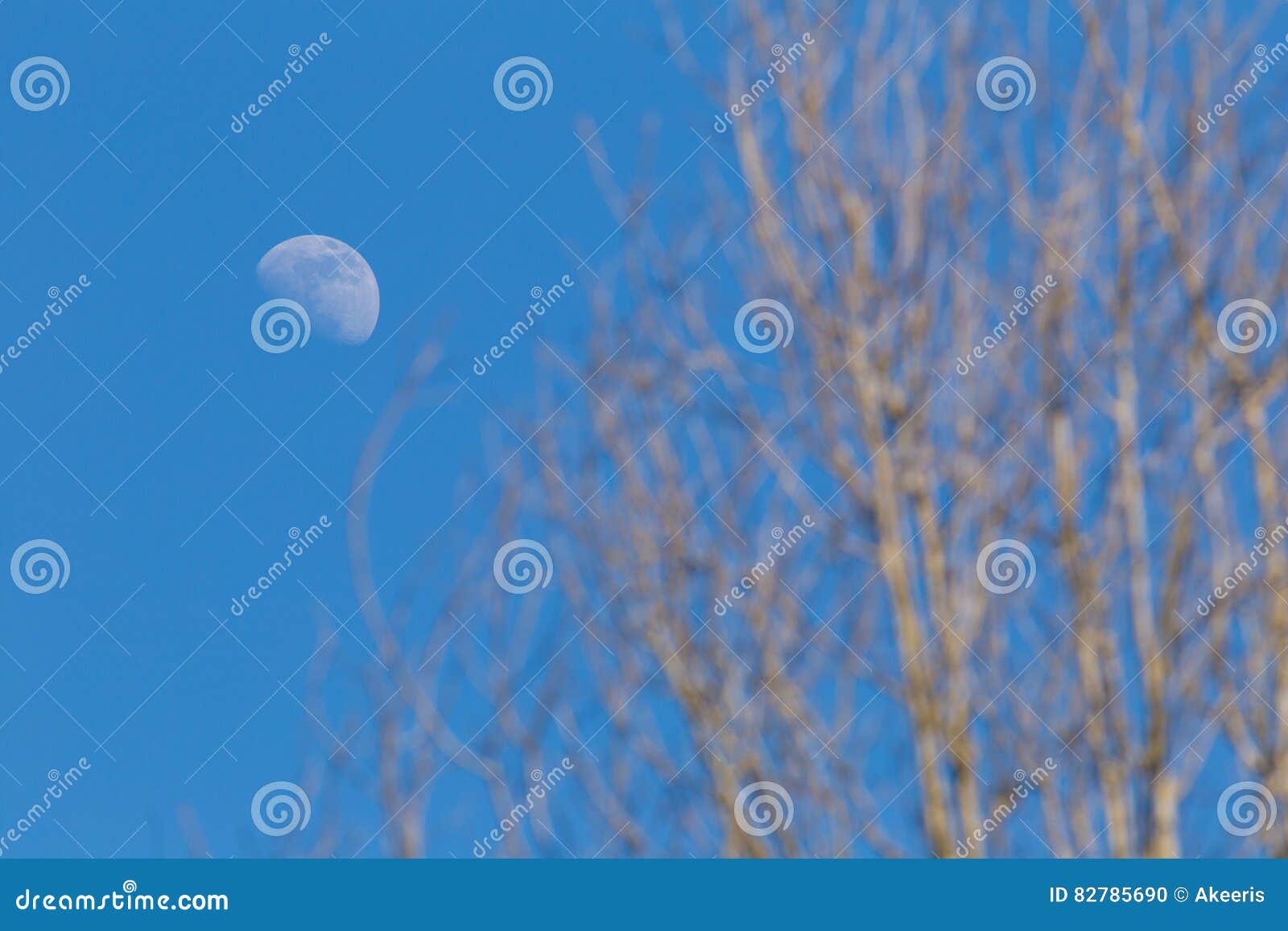 Moon at noon stock photo. Image of white, forest, full - 82785690
