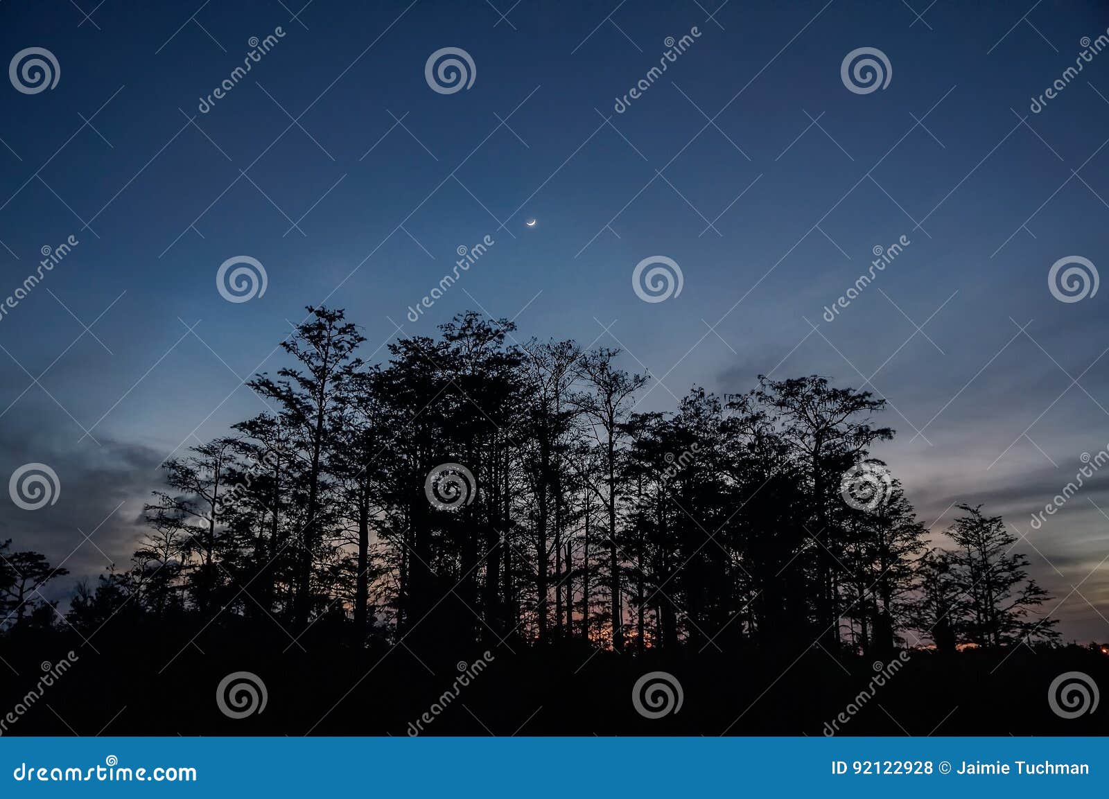 Moon over cypress swamp stock photo. Image of moon, bavaria - 92122928