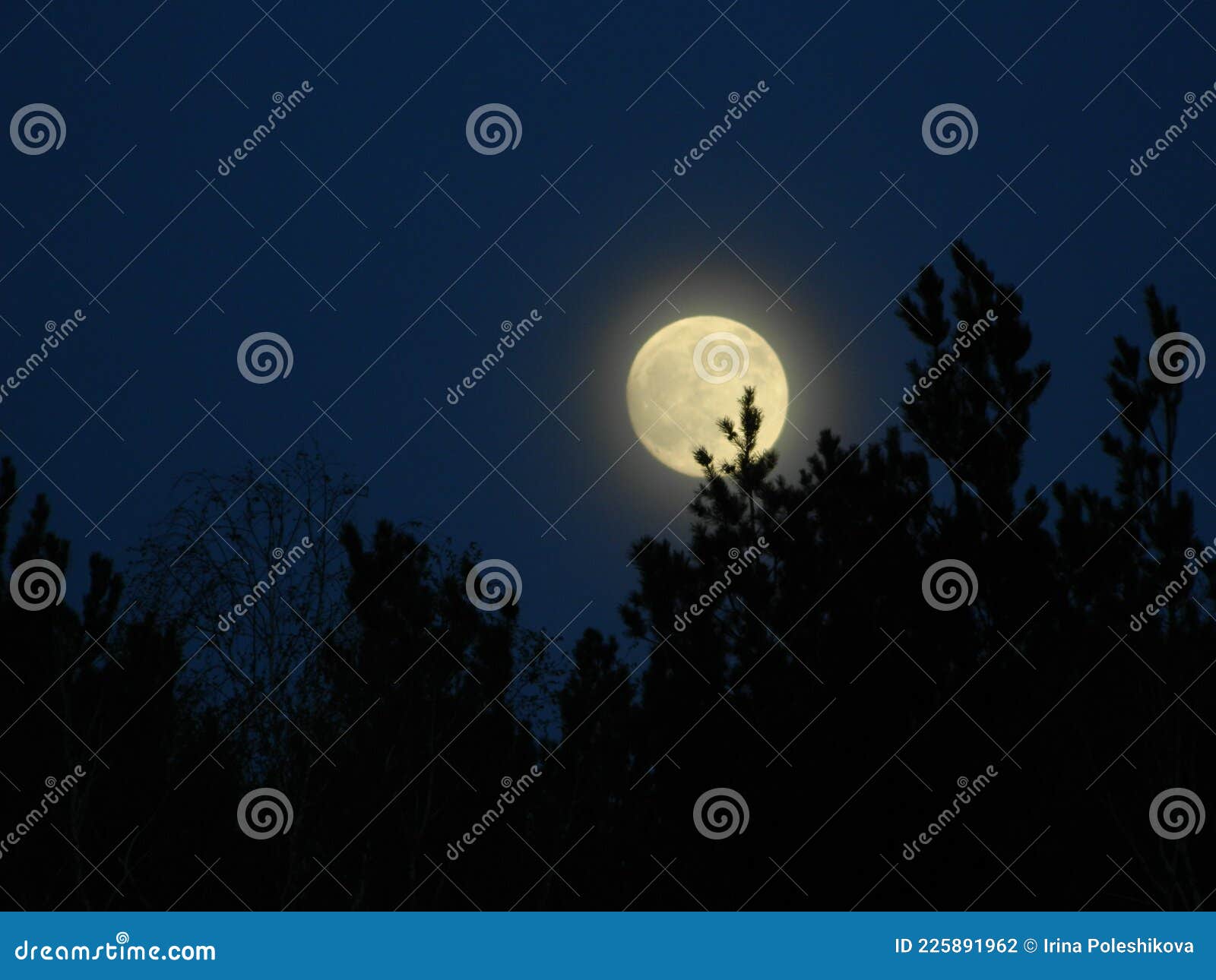 Moon over the forest stock photo. Image of trees, night - 225891962