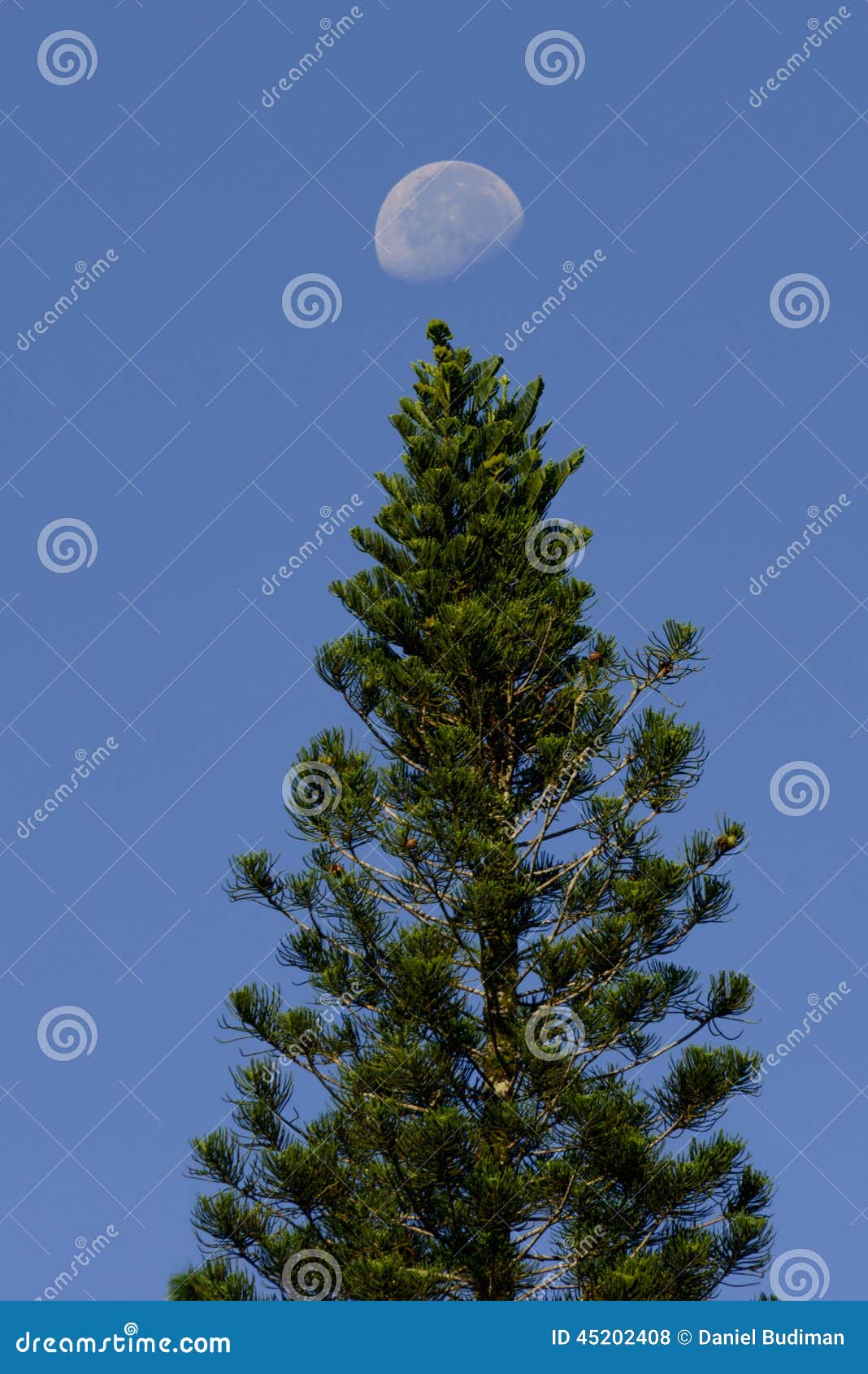 Moon over pine tree stock photo. Image of tree, yellow - 45202408