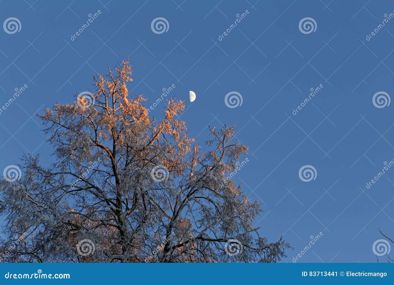 Moon Over Snow Covered Trees Stock Image - Image of covered, moon: 83713441
