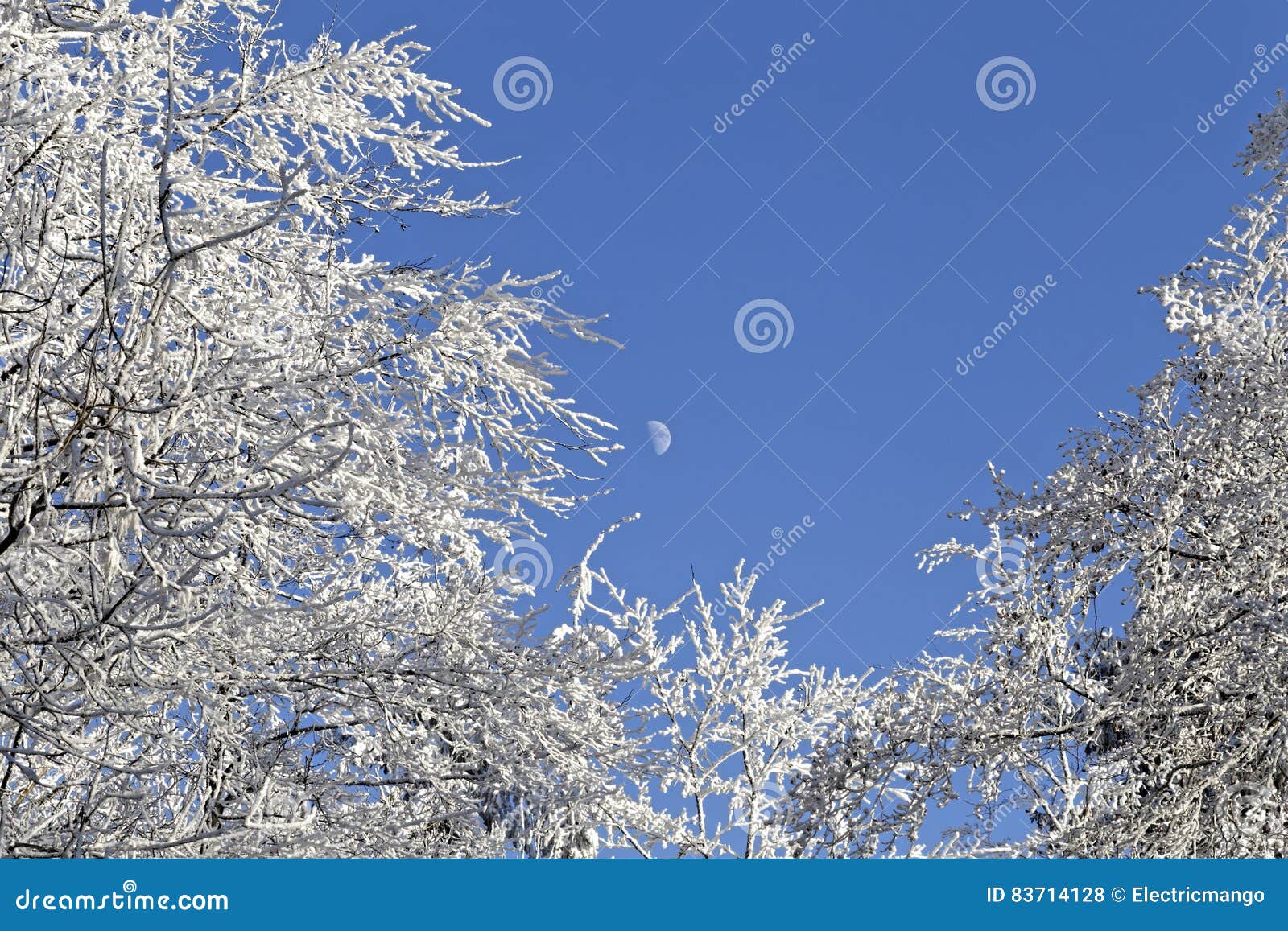 Moon Over Snow Covered Trees Stock Photo - Image of moon, hunters: 83714128