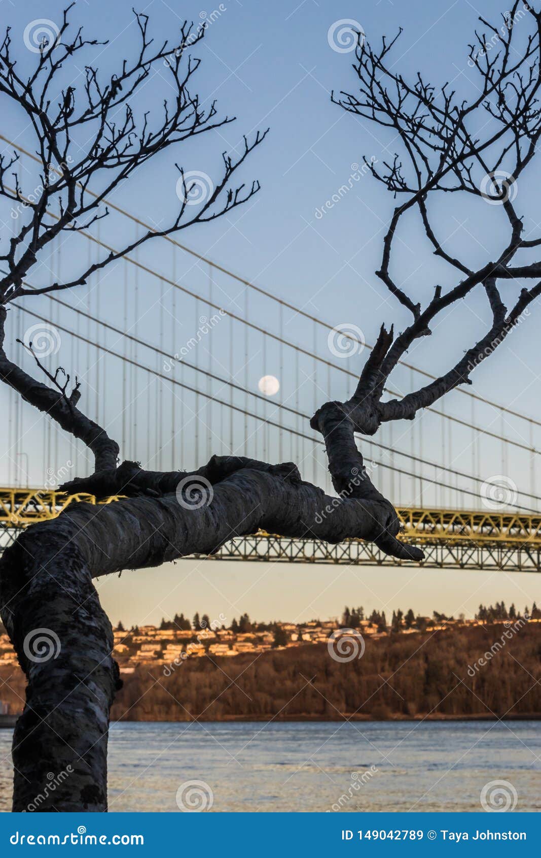 Moon Over a Suspension Bridge Behind a Tree Branch Stock Image - Image ...