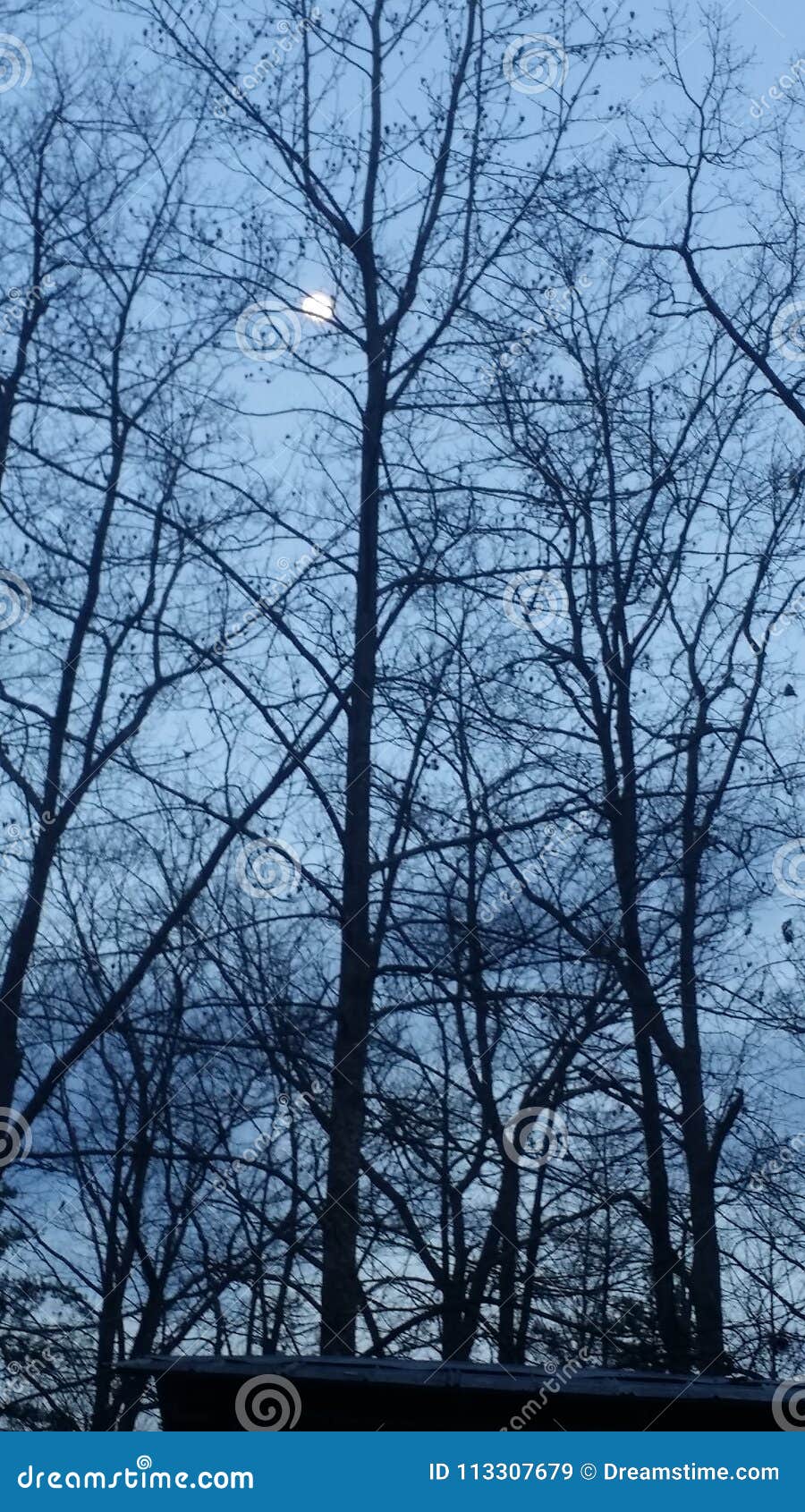 Moon over the trees stock image. Image of moon, coming - 113307679