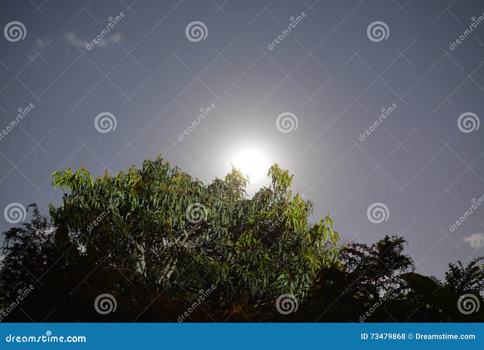 Moon over trees stock photo. Image of full, natural, moon - 73479868