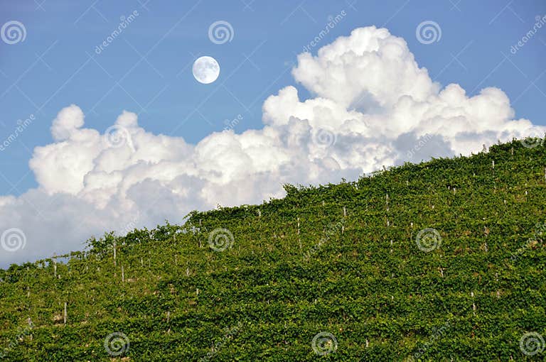 Moon over vineyard stock image. Image of clouds, agriculture - 10984729