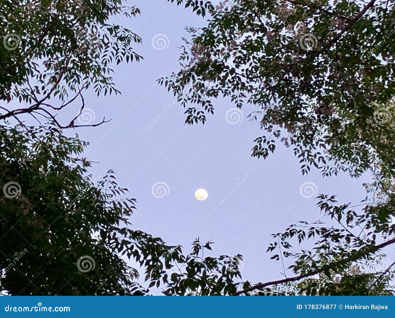 Peek a moon stock image. Image of nightsky, peek, peeking - 178376877