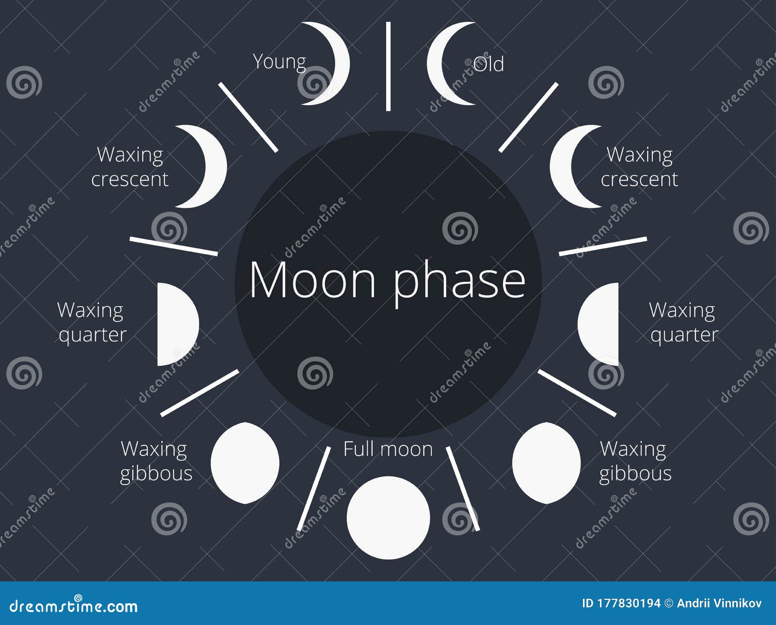 Moon Phases. the Whole Cycle from the New Moon To the Full. Vector ...