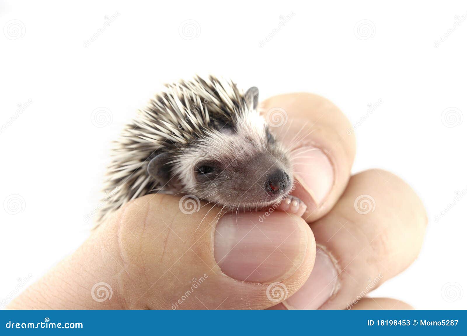 Moon rat stock image. Image of prickles, ecology, pink - 18198453