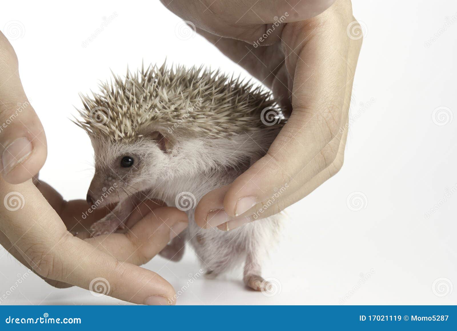 Sharp Prickles Hedgehog Stock Photos - Free & Royalty-Free Stock Photos ...