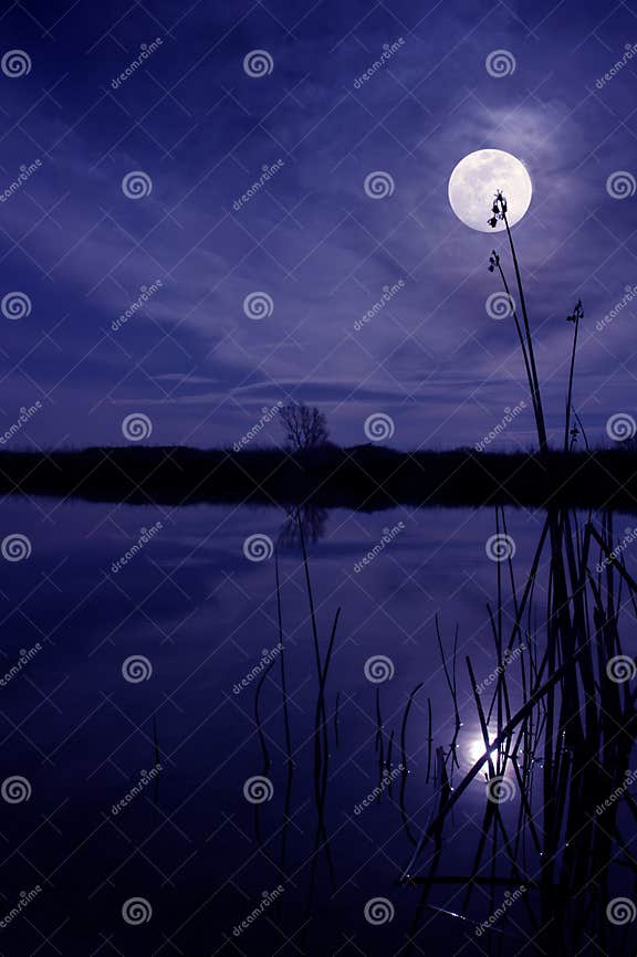 Moon and Reeds stock photo. Image of reflected, water - 2846748