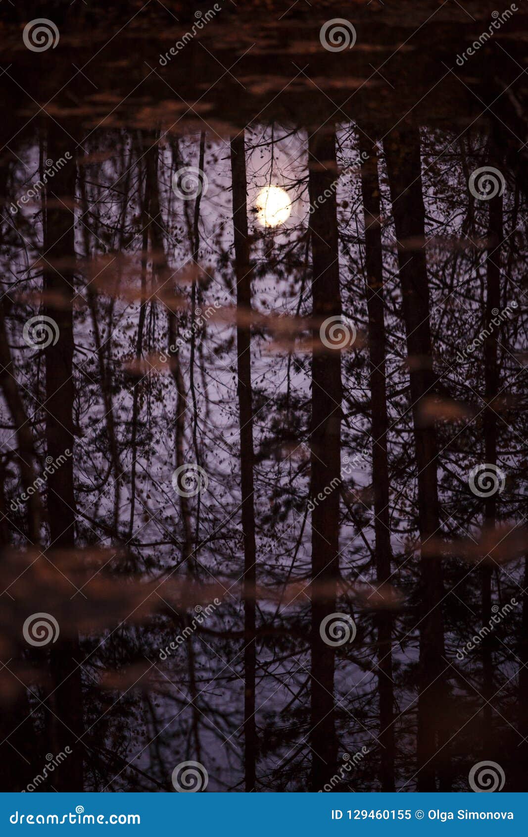 The Moon is Reflected in the Water through the Trunks and Branches of ...