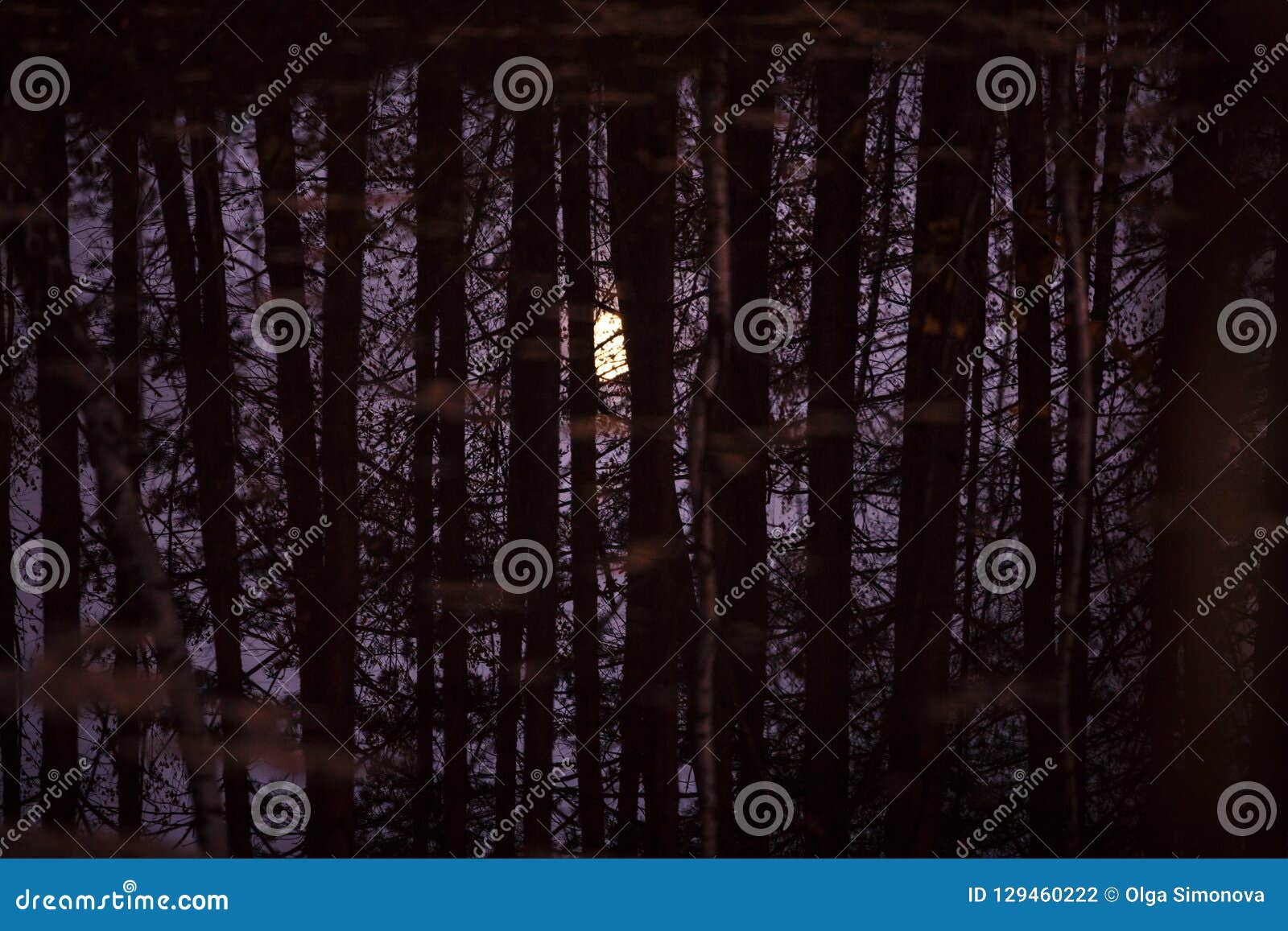 The Moon is Reflected in the Water through the Trunks and Branches of ...