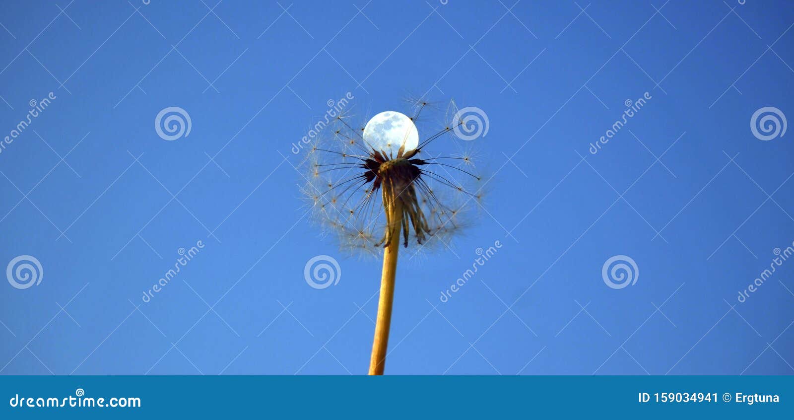 The Moon Resting on a Dandelion Stock Image - Image of full, beautiful ...