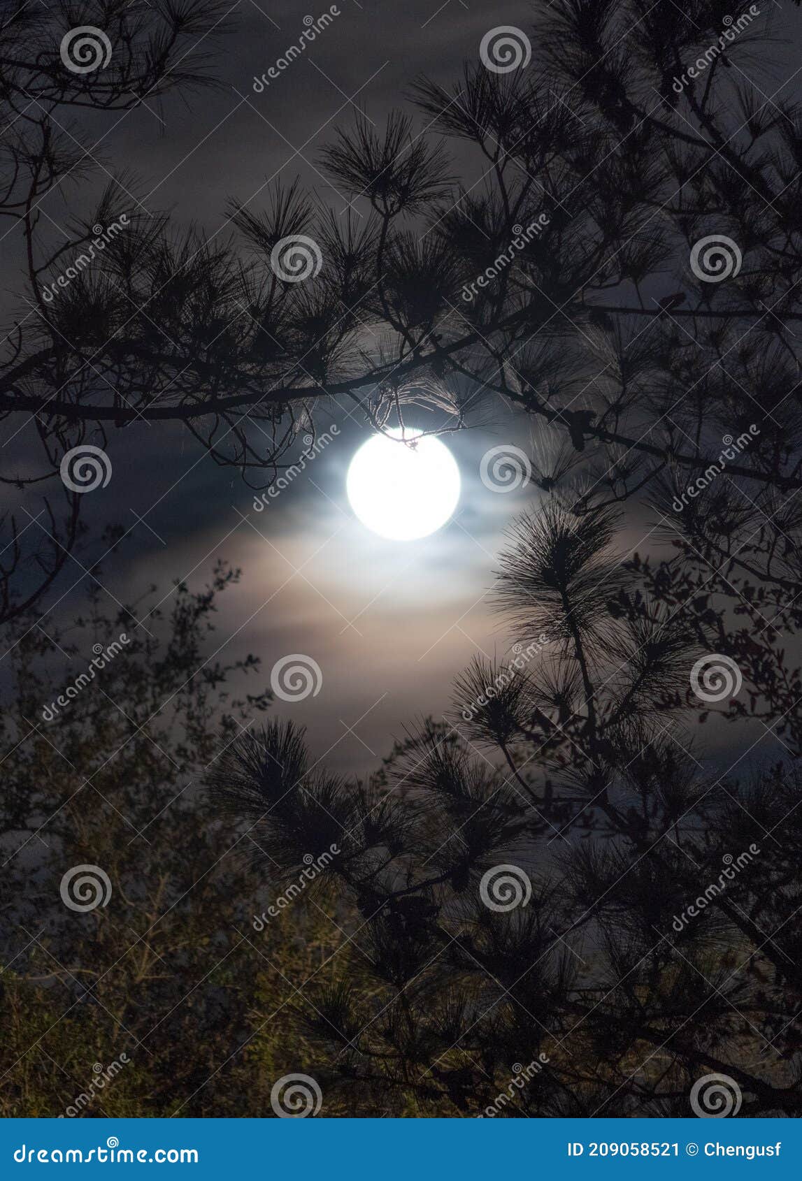 Moon rise and pine tree stock image. Image of palm, house - 209058521