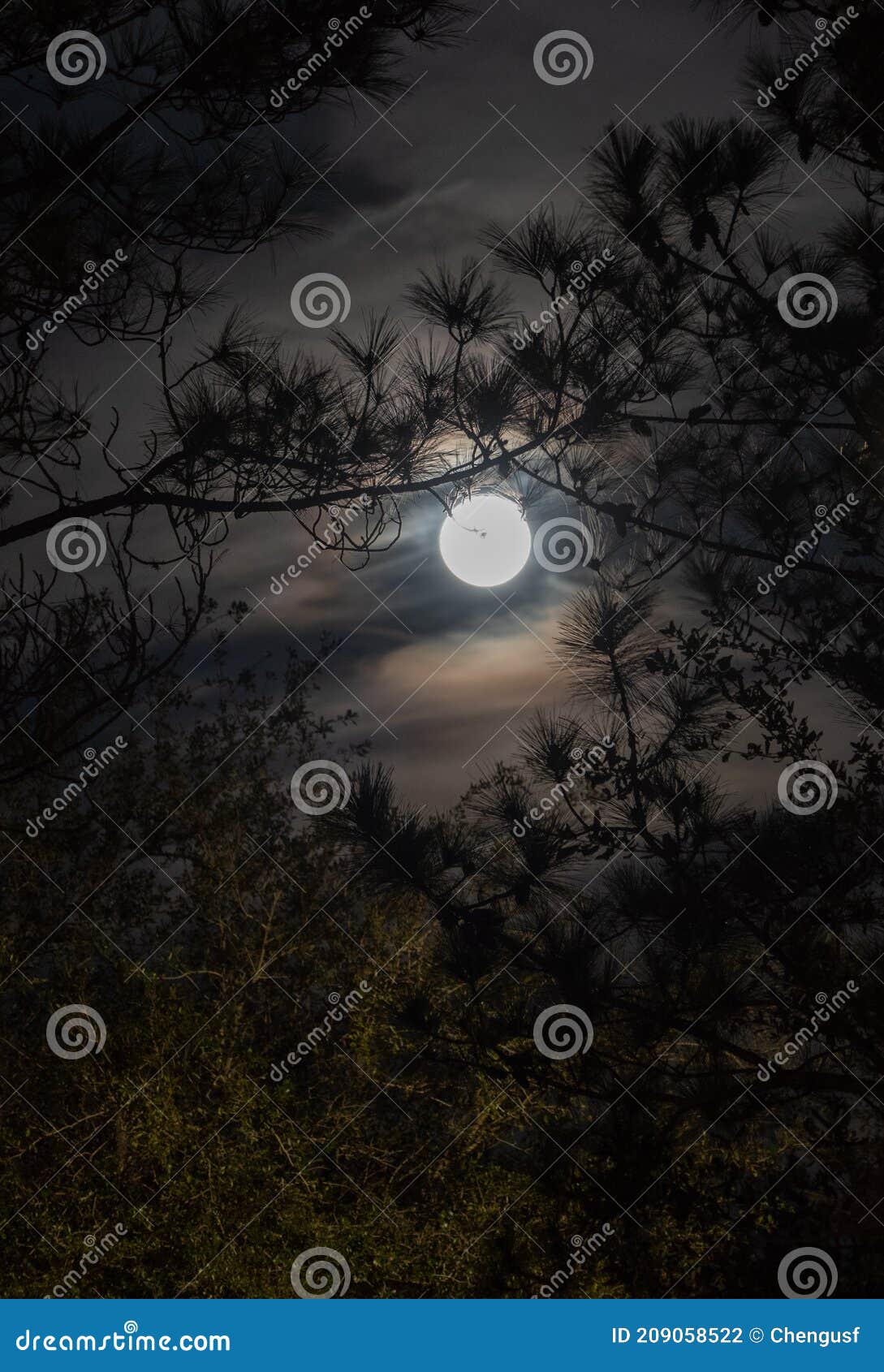 Moon rise and pine tree stock photo. Image of landscape - 209058522