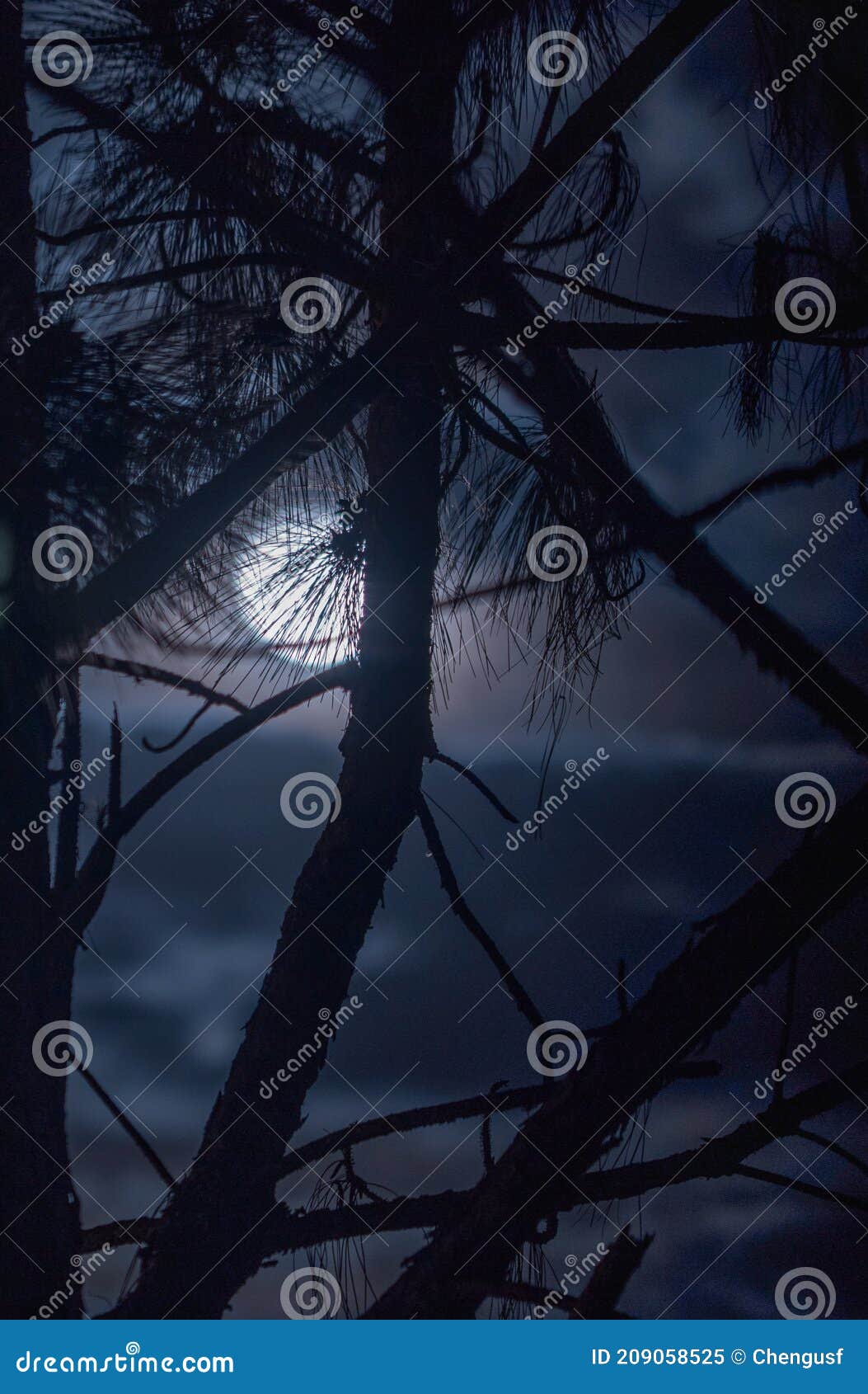 Moon rise and pine tree stock image. Image of nature - 209058525