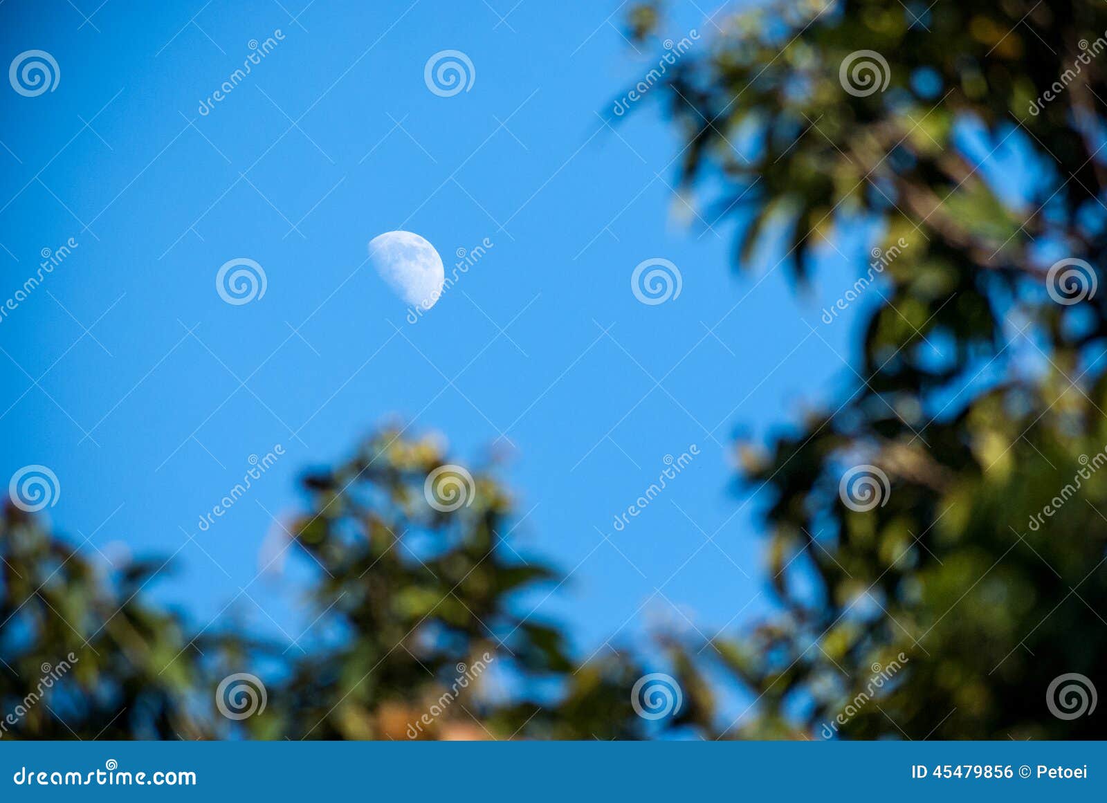 Moon Rise with Tree Foreground Stock Photo - Image of body, space: 45479856
