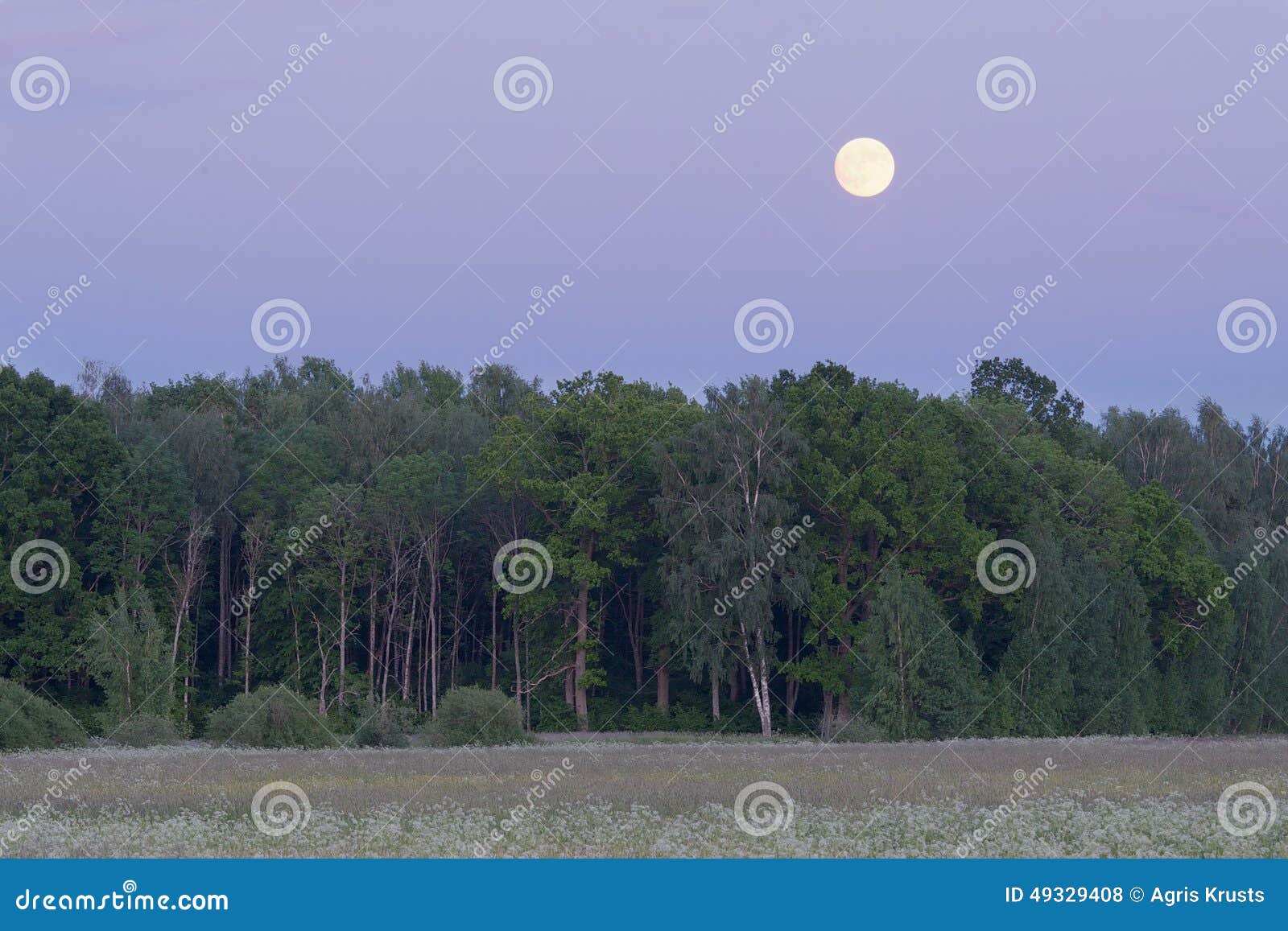Moon rises over forest stock photo. Image of moonrise - 49329408