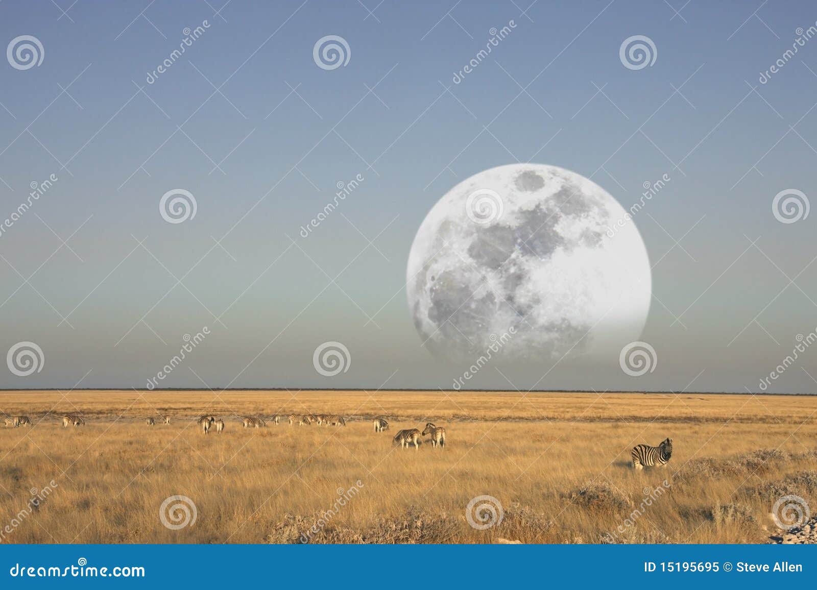 Moon Rising Over a Group of Zebra Stock Image - Image of savannah ...