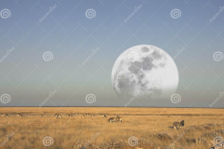 Moon Rising Over a Group of Zebra Stock Image - Image of savannah ...