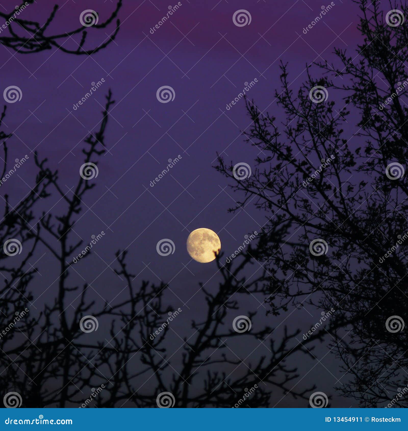 Moon Rising Over Trees in Purple Sky Stock Image - Image of graduated ...