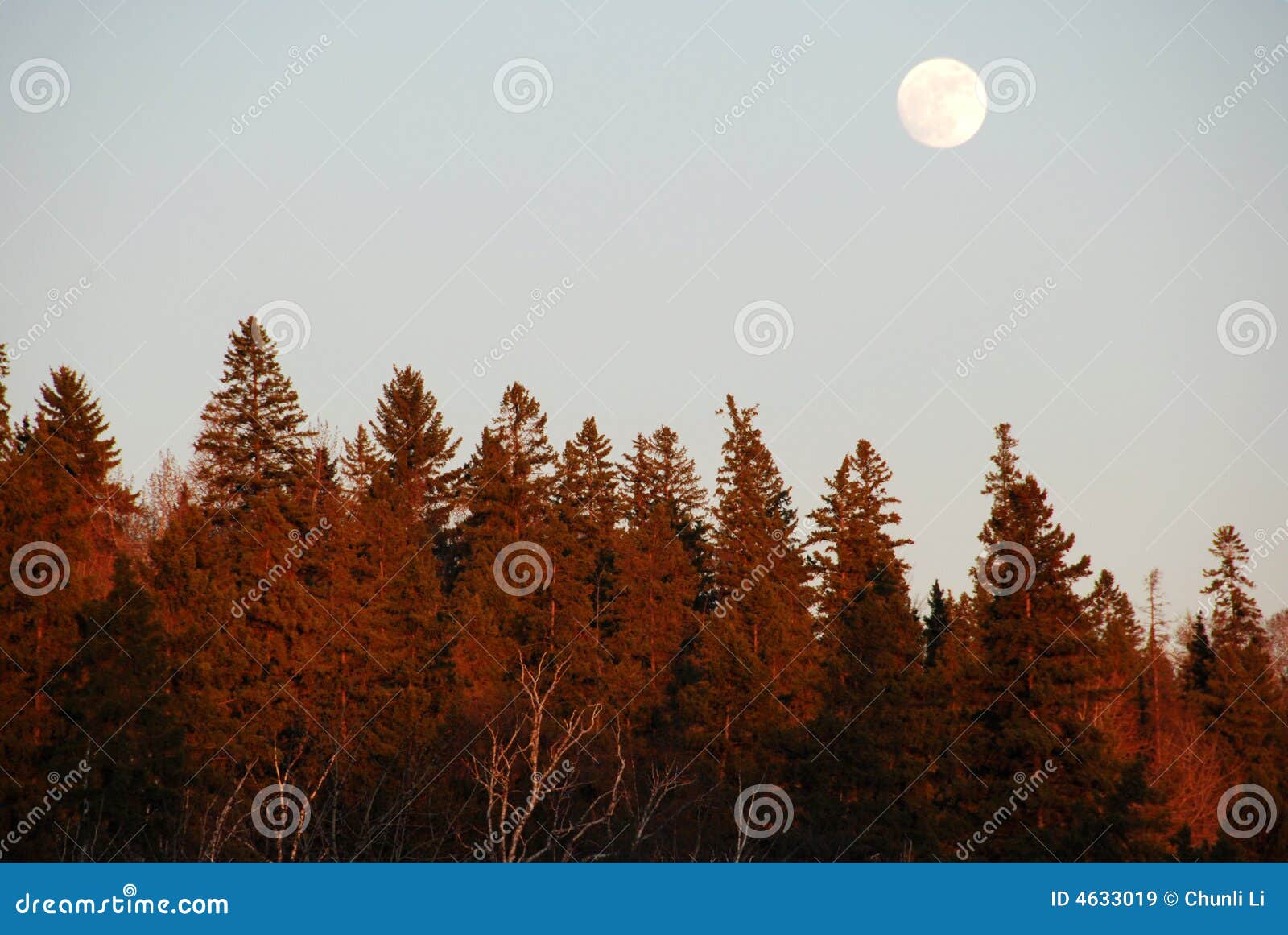 Moon rising from the woods stock image. Image of trees - 4633019
